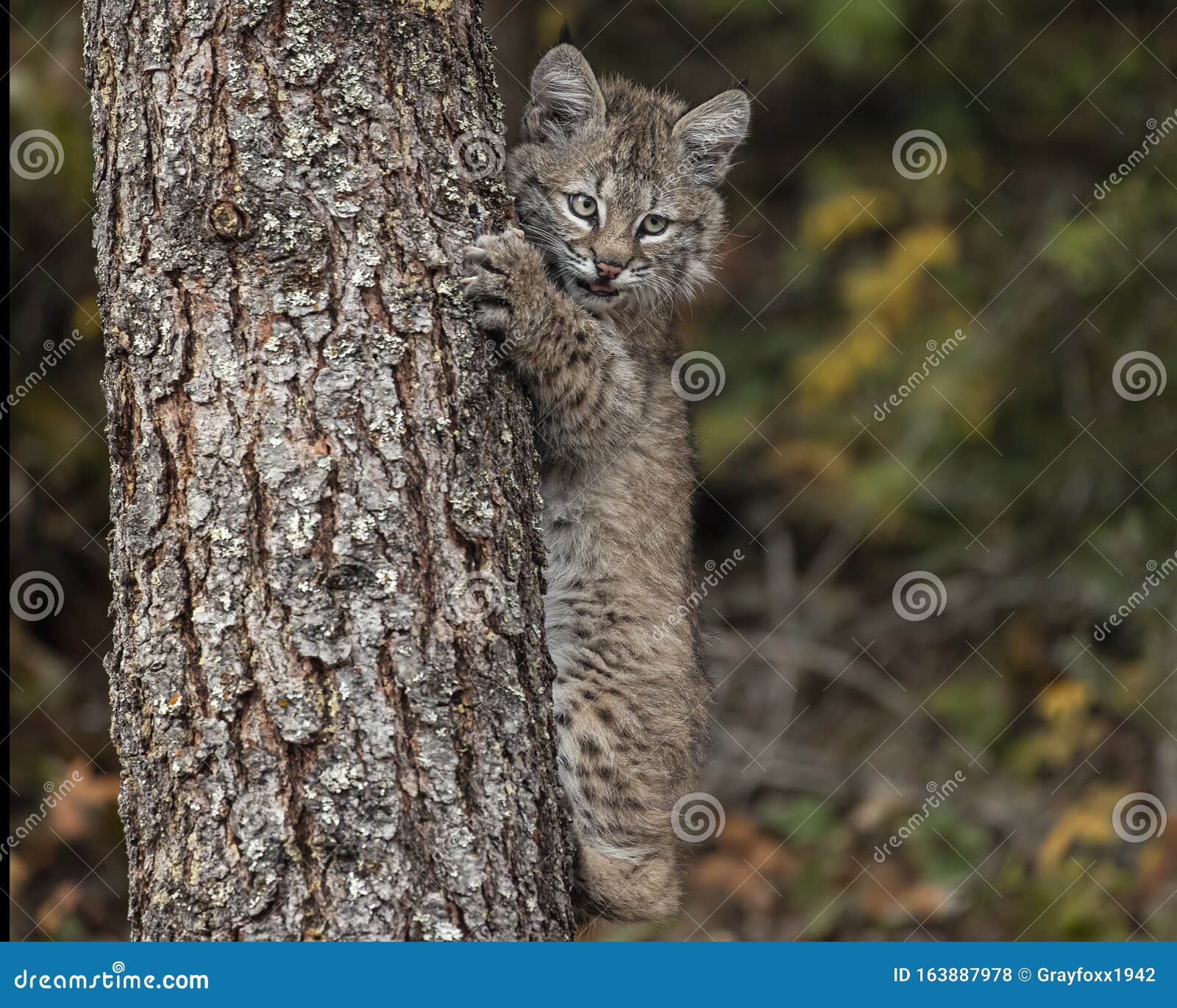 Bobcat Kitten in Fall Colors in Montana Stock Photo - Image of lynx ...