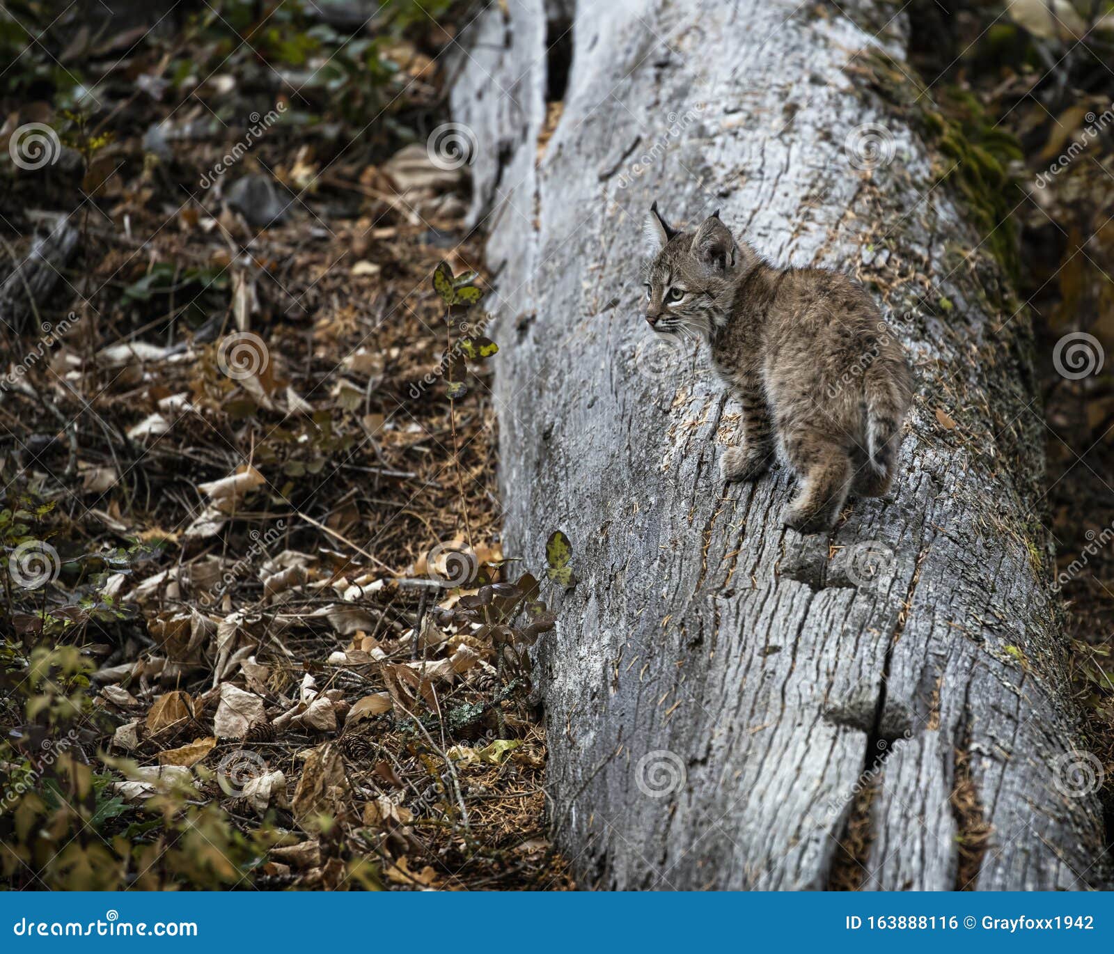 Bobcat Kitten in Fall Colors in Montana Stock Photo - Image of foliage ...