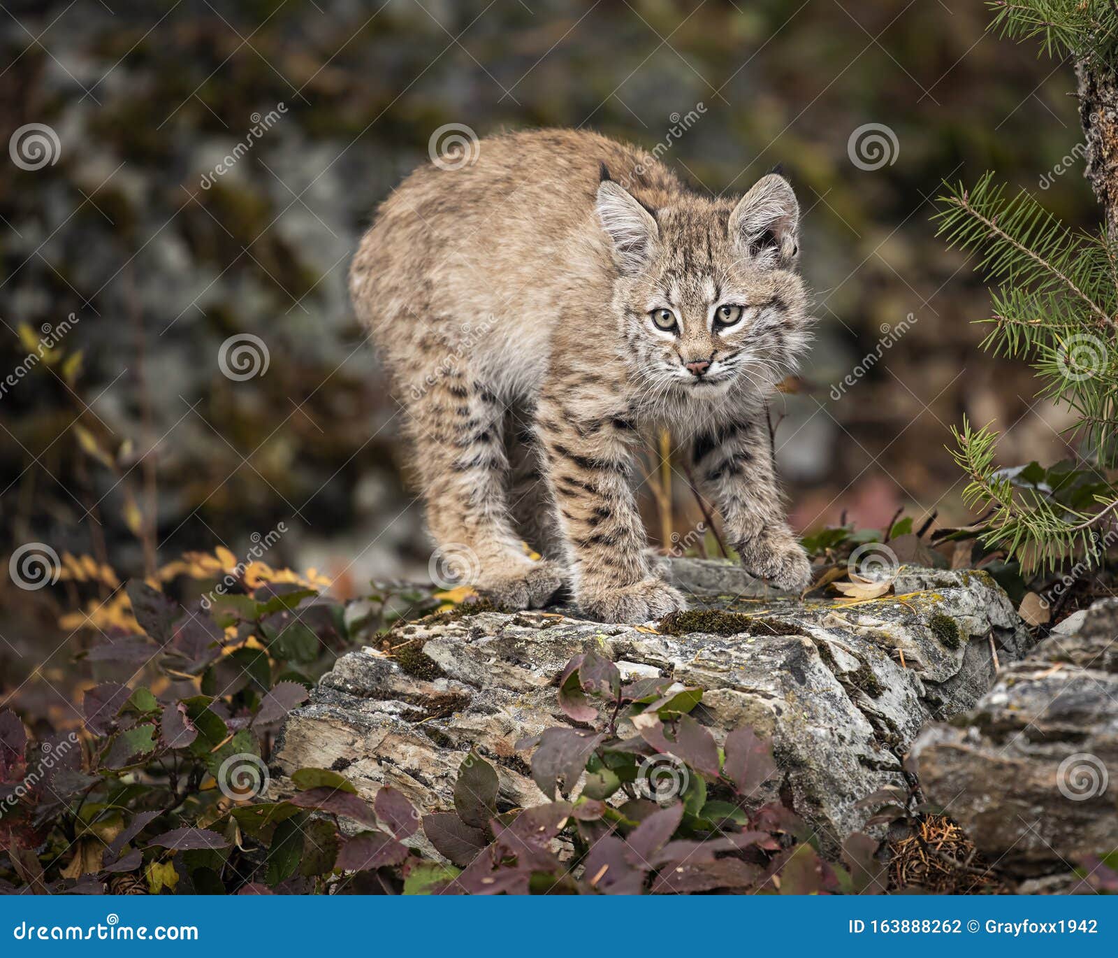 Bobcat Kitten in Fall Colors in Montana Stock Photo - Image of felis ...