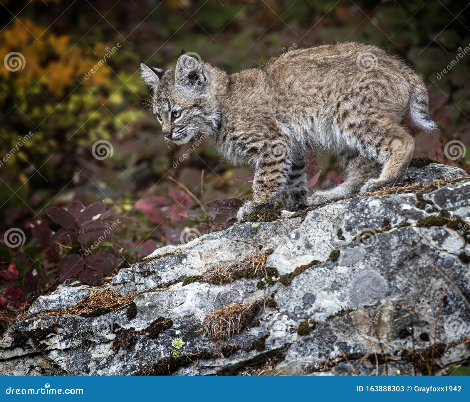 Bobcat Kitten in Fall Colors in Montana Stock Image - Image of agile ...