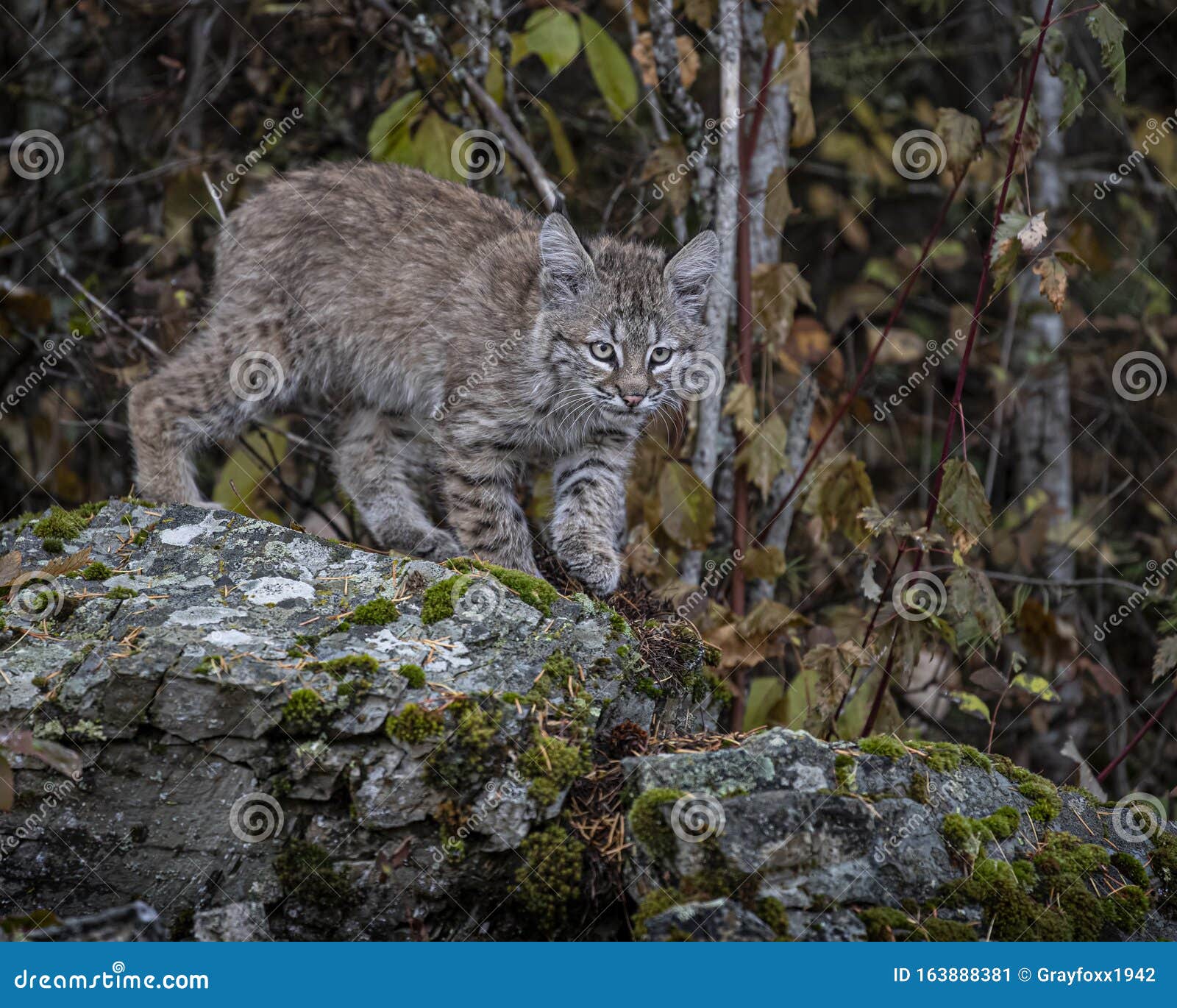 Bobcat Kitten in Fall Colors in Montana Stock Image - Image of eyes ...