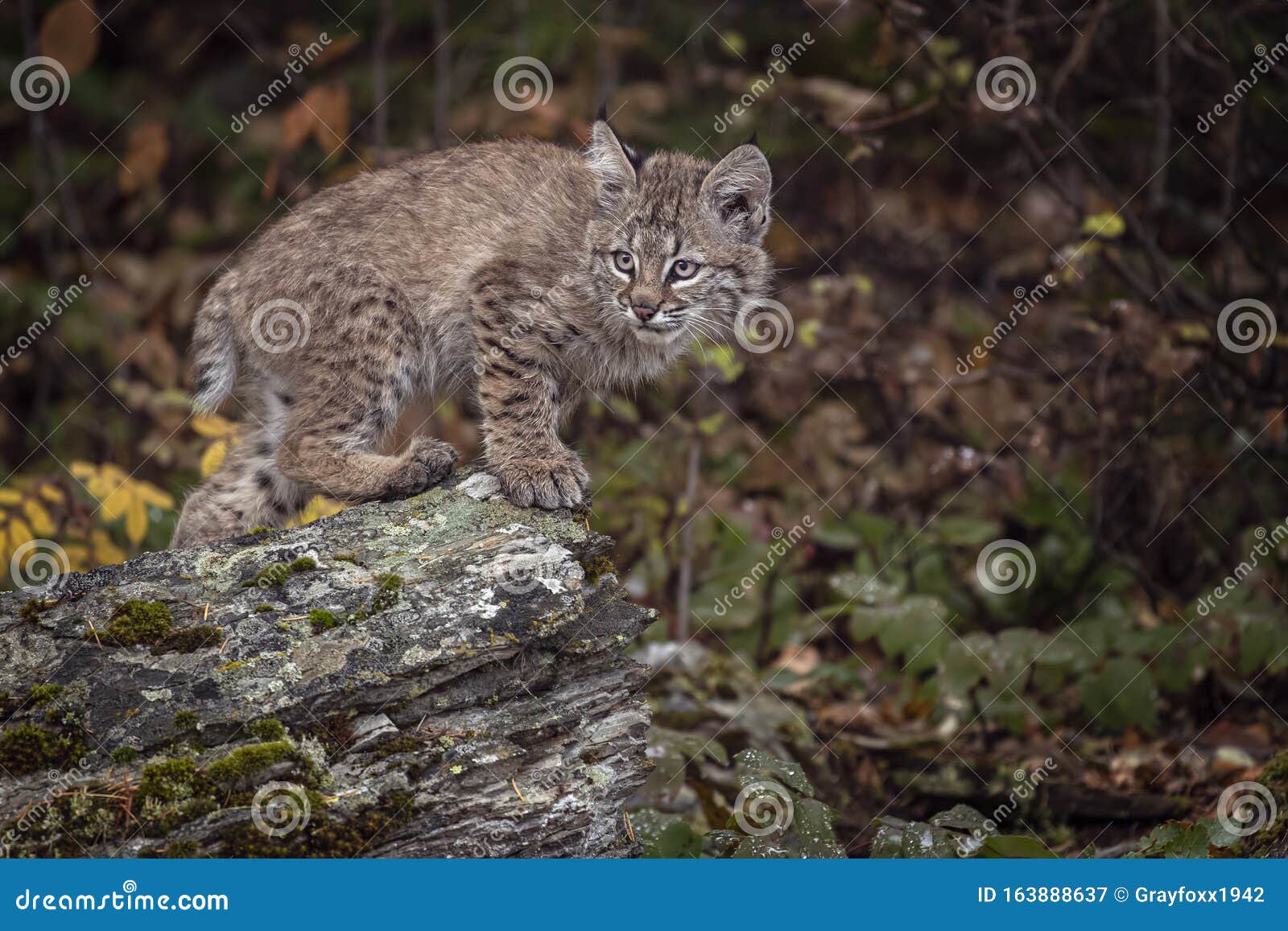 Bobcat Kitten in Fall Colors in Montana Stock Image - Image of playful ...