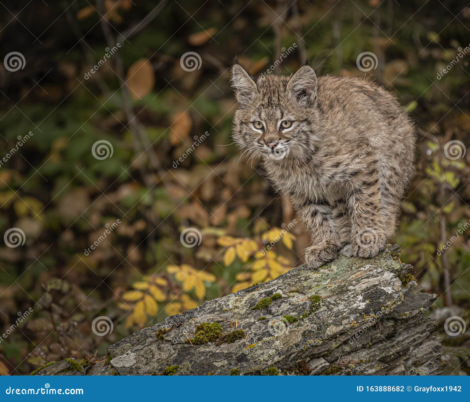 Bobcat Kitten in Fall Colors in Montana Stock Photo - Image of feline ...
