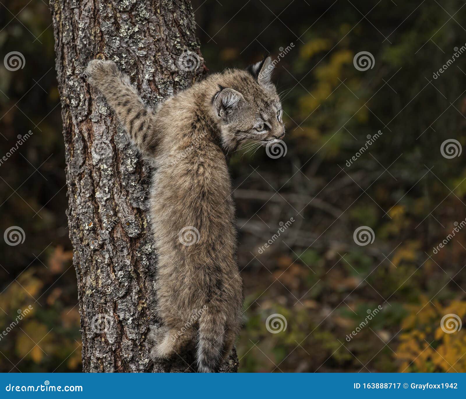 Bobcat Kitten in Fall Colors in Montana Stock Image - Image of kitten ...