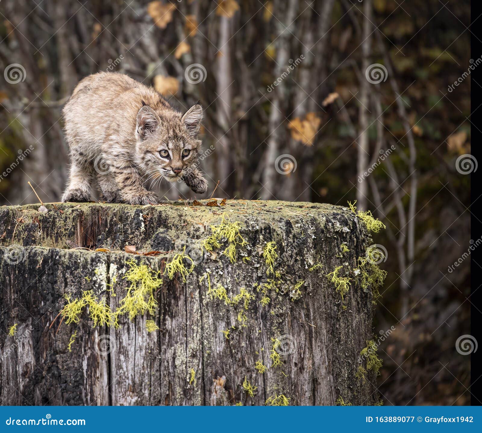 Bobcat Kitten in Fall Colors in Montana Stock Image - Image of kitten ...