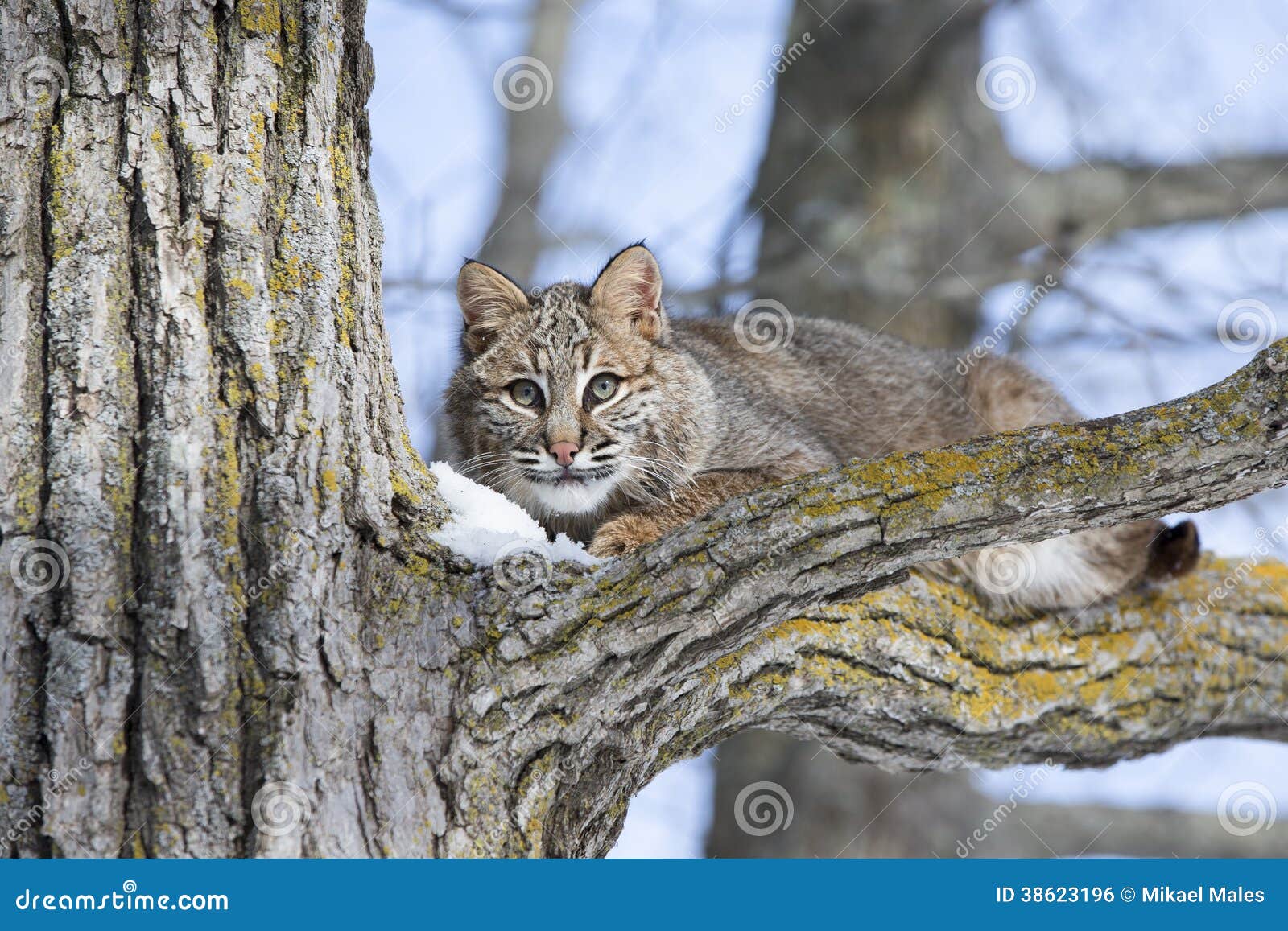 Bobcat laying on branch stock photo. Image of paws, mammalia - 38623196