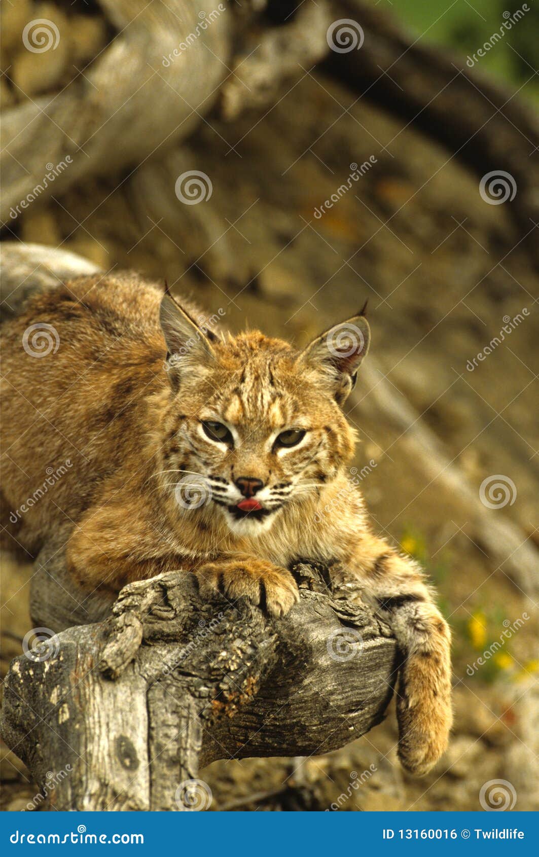 Bobcat on Log stock photo. Image of wildlife, wild, mammal - 13160016