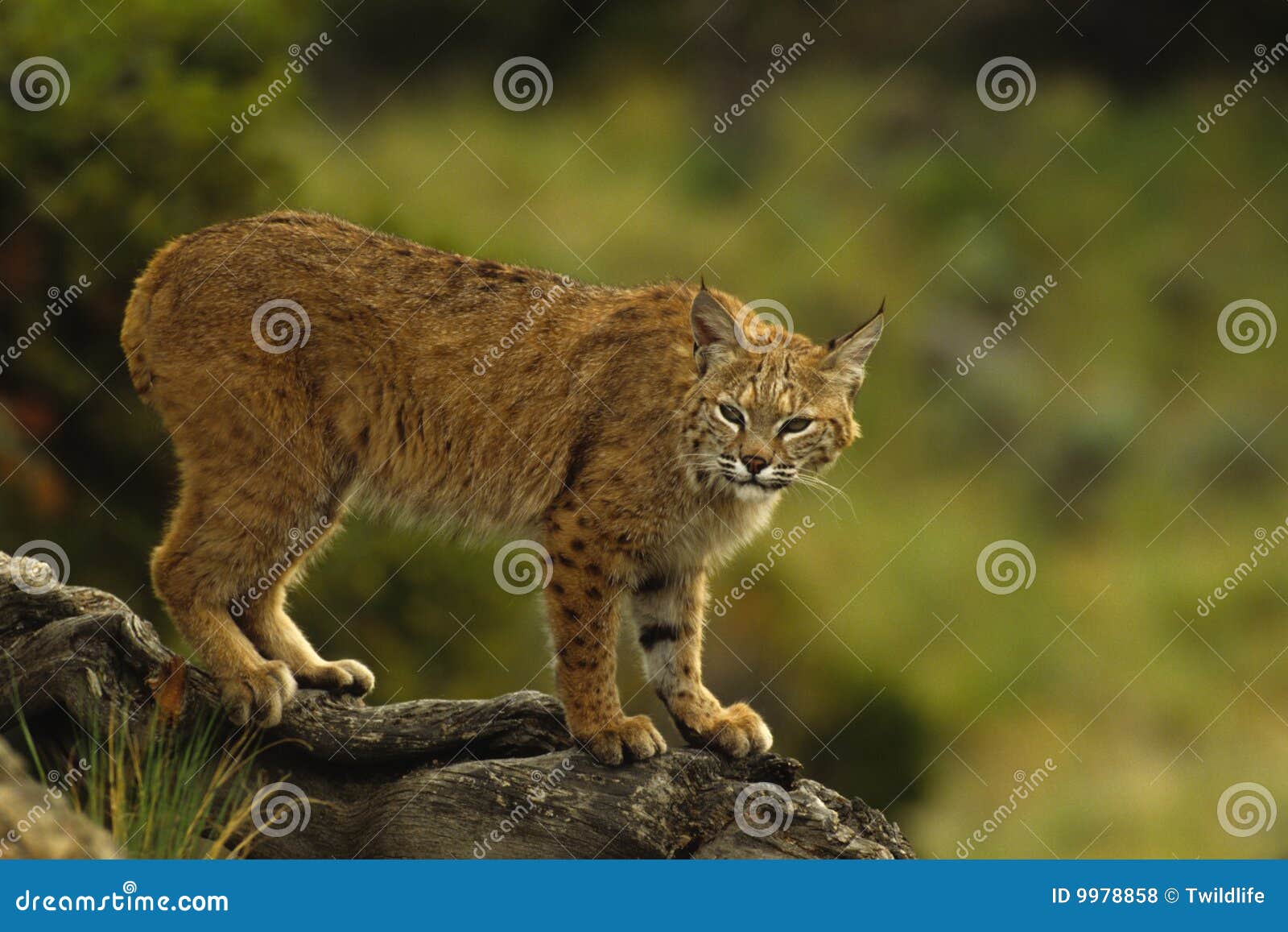 Bobcat on Log stock photo. Image of bobcat, wild, wildlife - 9978858