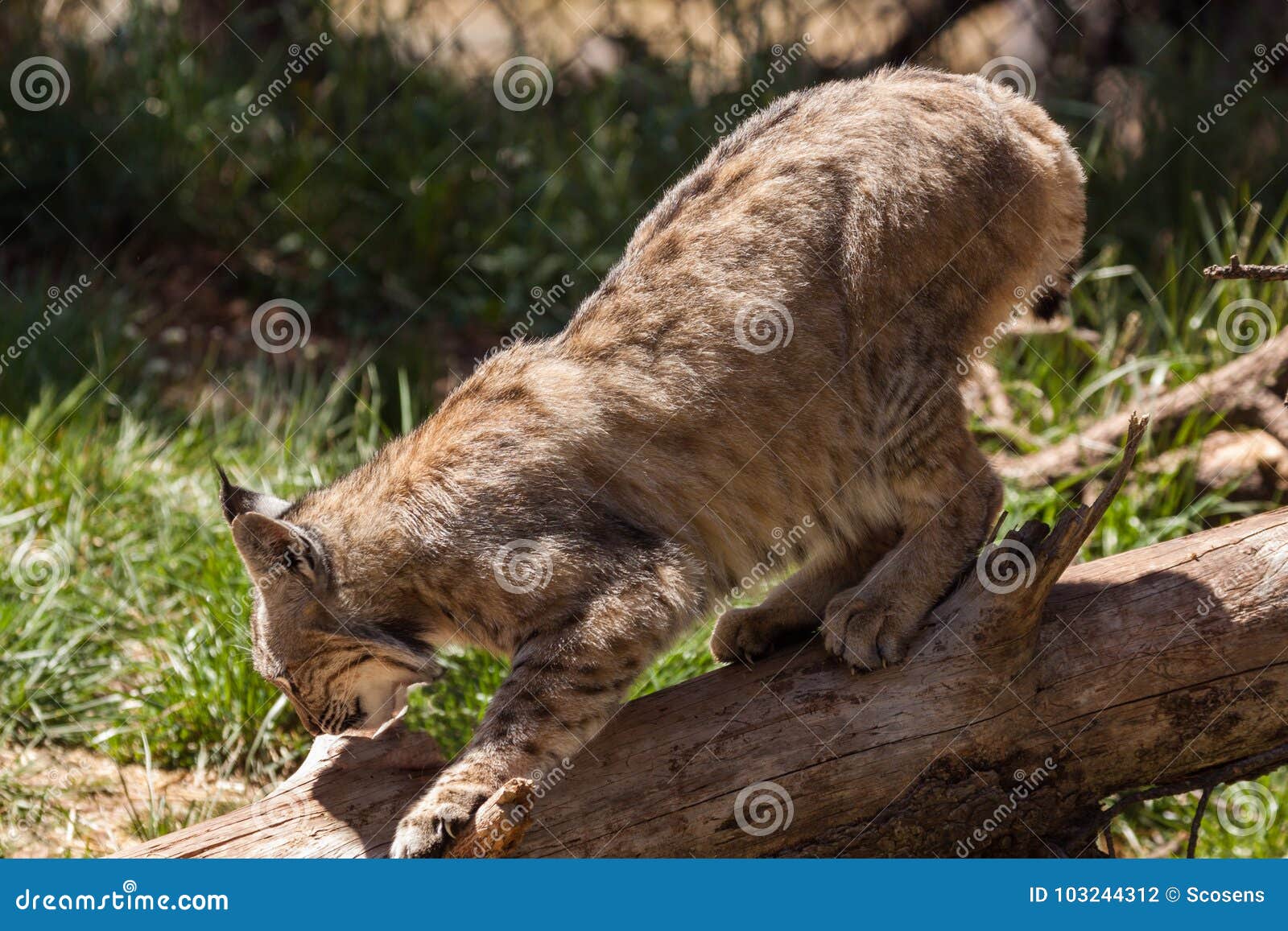Bobcat on a Log stock photo. Image of animal, feline - 103244312
