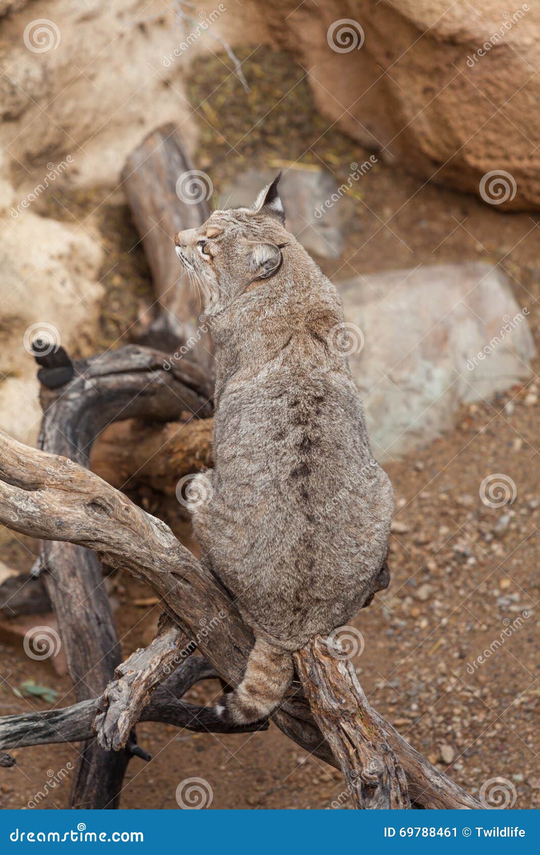 Bobcat on Log stock image. Image of predator, animal - 69788461