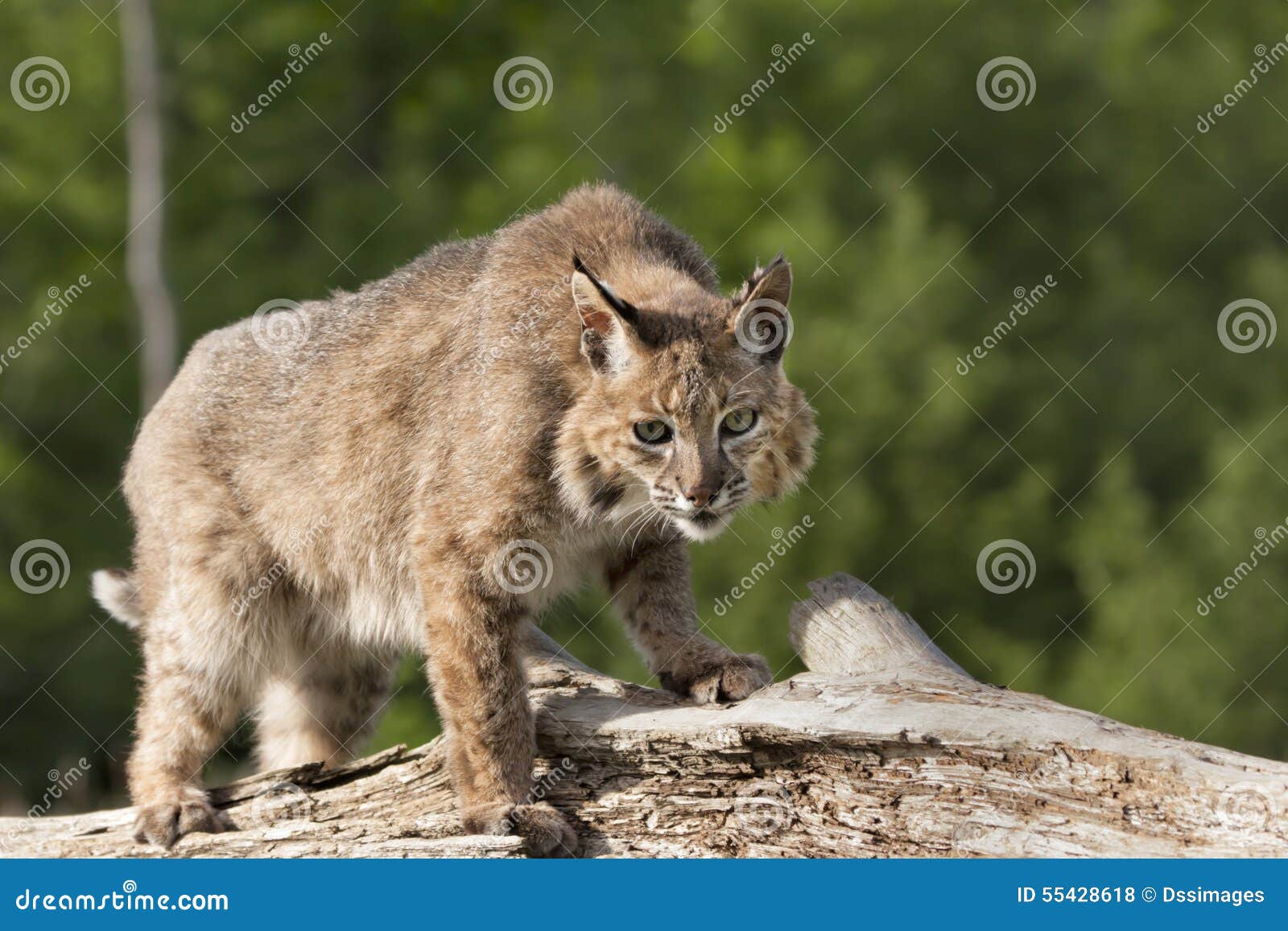 Bobcat on a Log stock photo. Image of portrait, bobcat - 55428618