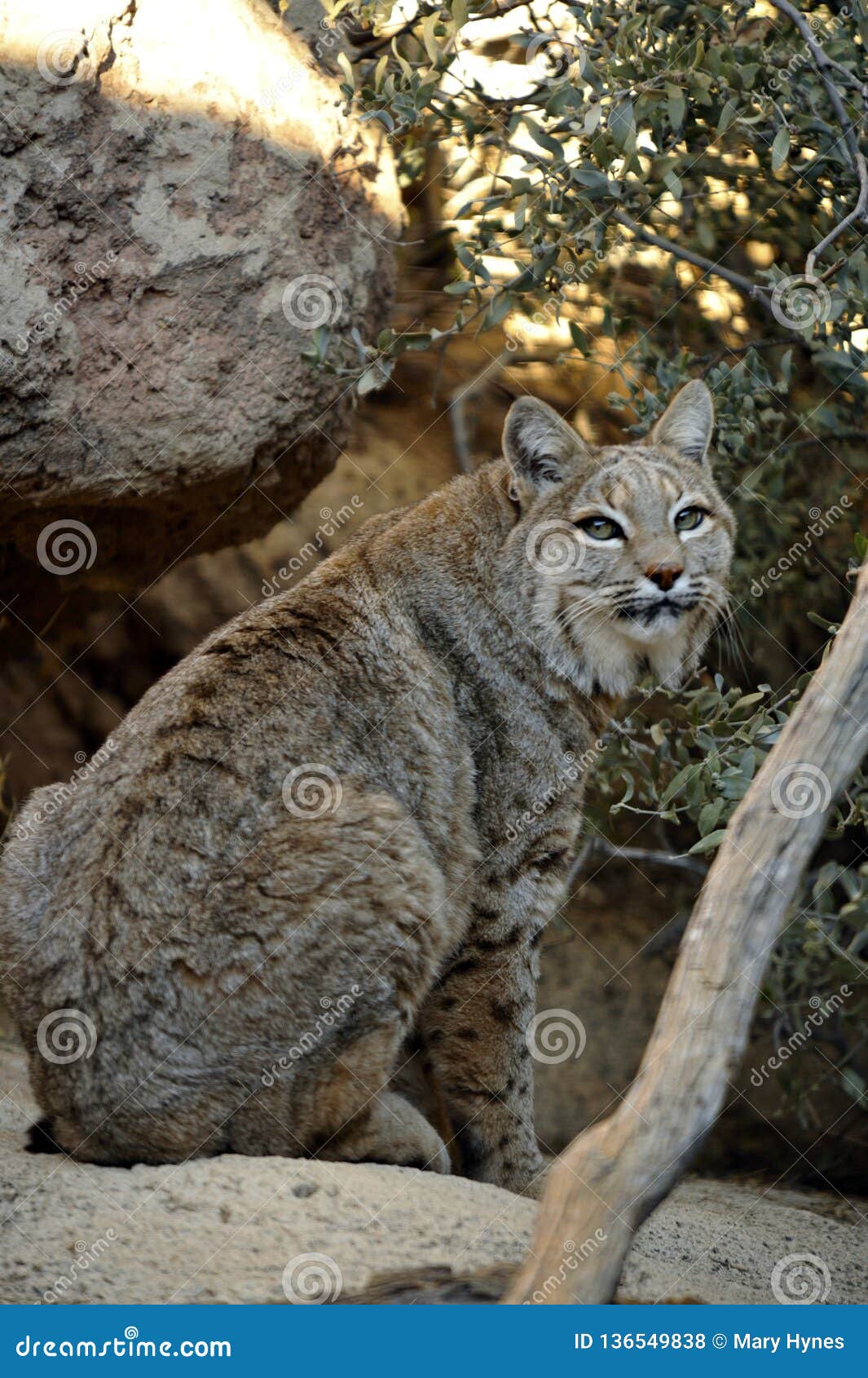 Bobcat Looking Down From Shelter Royalty-Free Stock Image ...