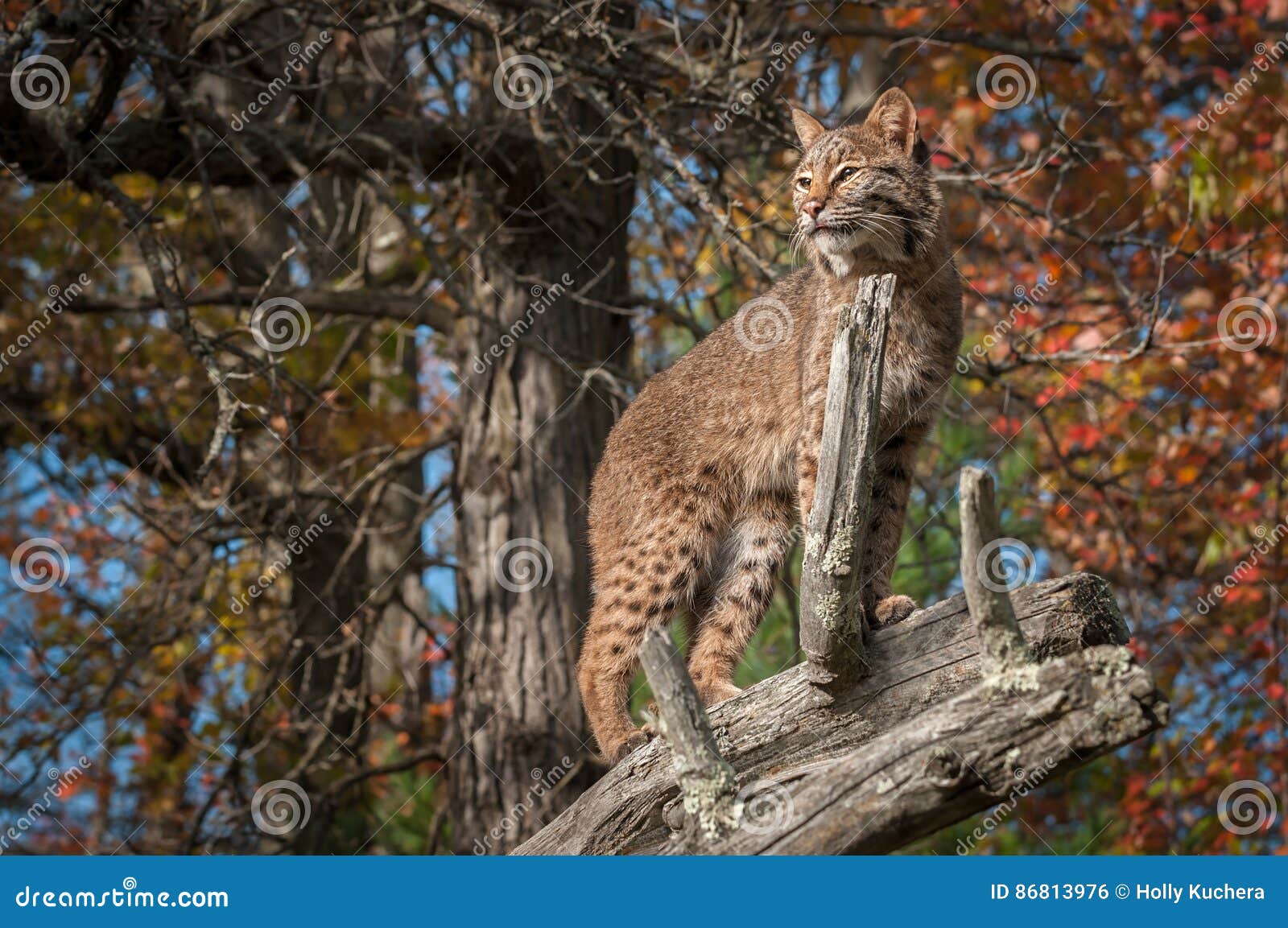 Bobcat Lynx Rufus from Beneath on Branch Stock Photo - Image of natural ...
