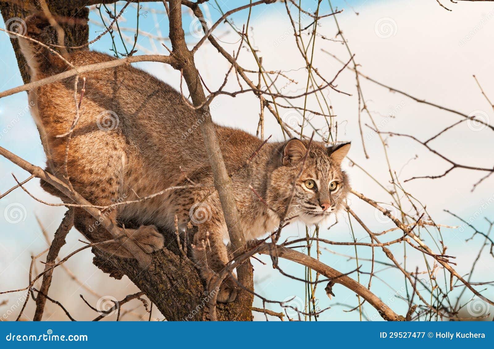 Bobcat (Lynx Rufus) Blends in within Tree Branches Stock Image - Image ...