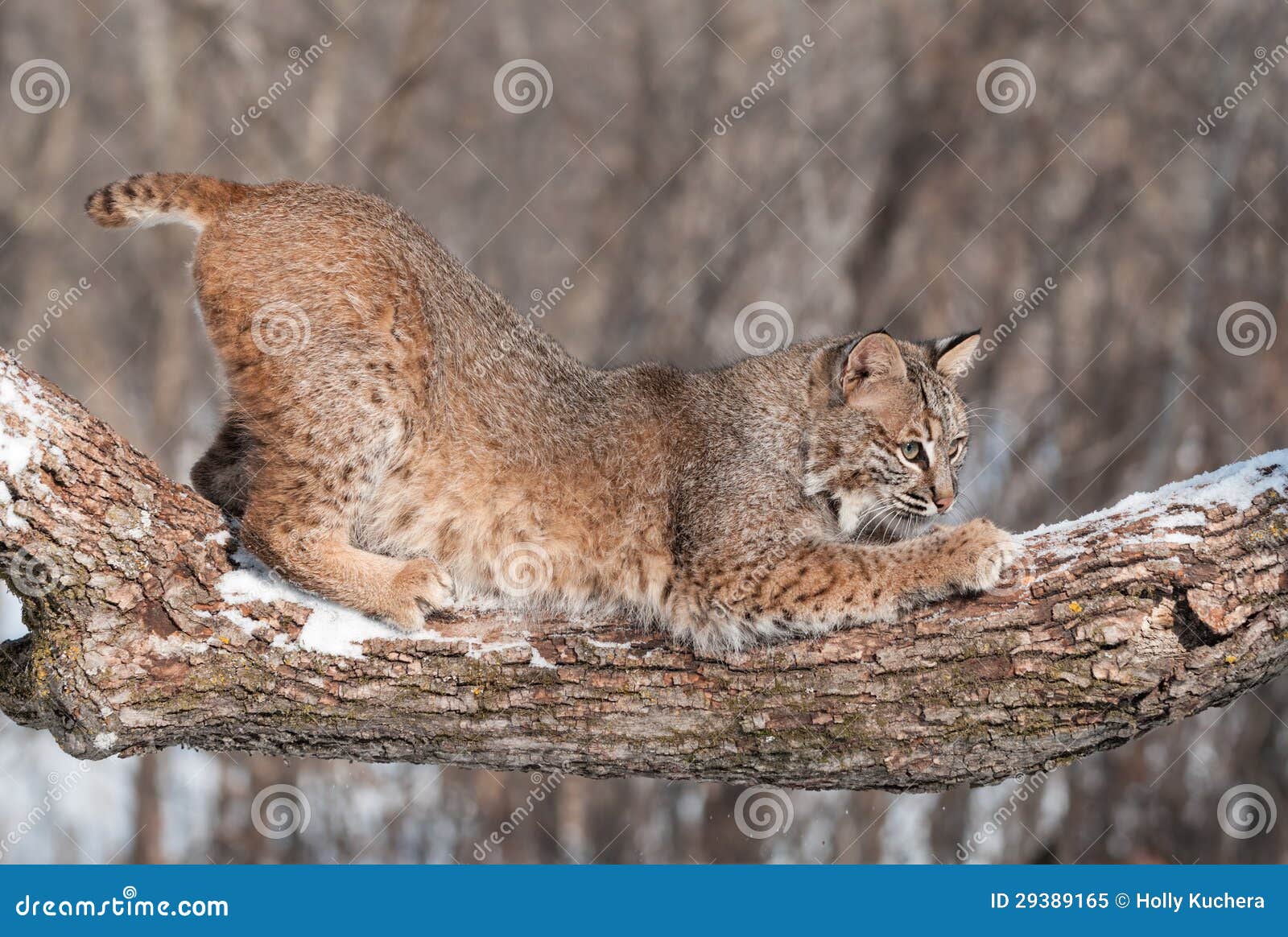 Bobcat (Lynx Rufus) Crouches on Snowy Tree Branch Stock Image - Image ...