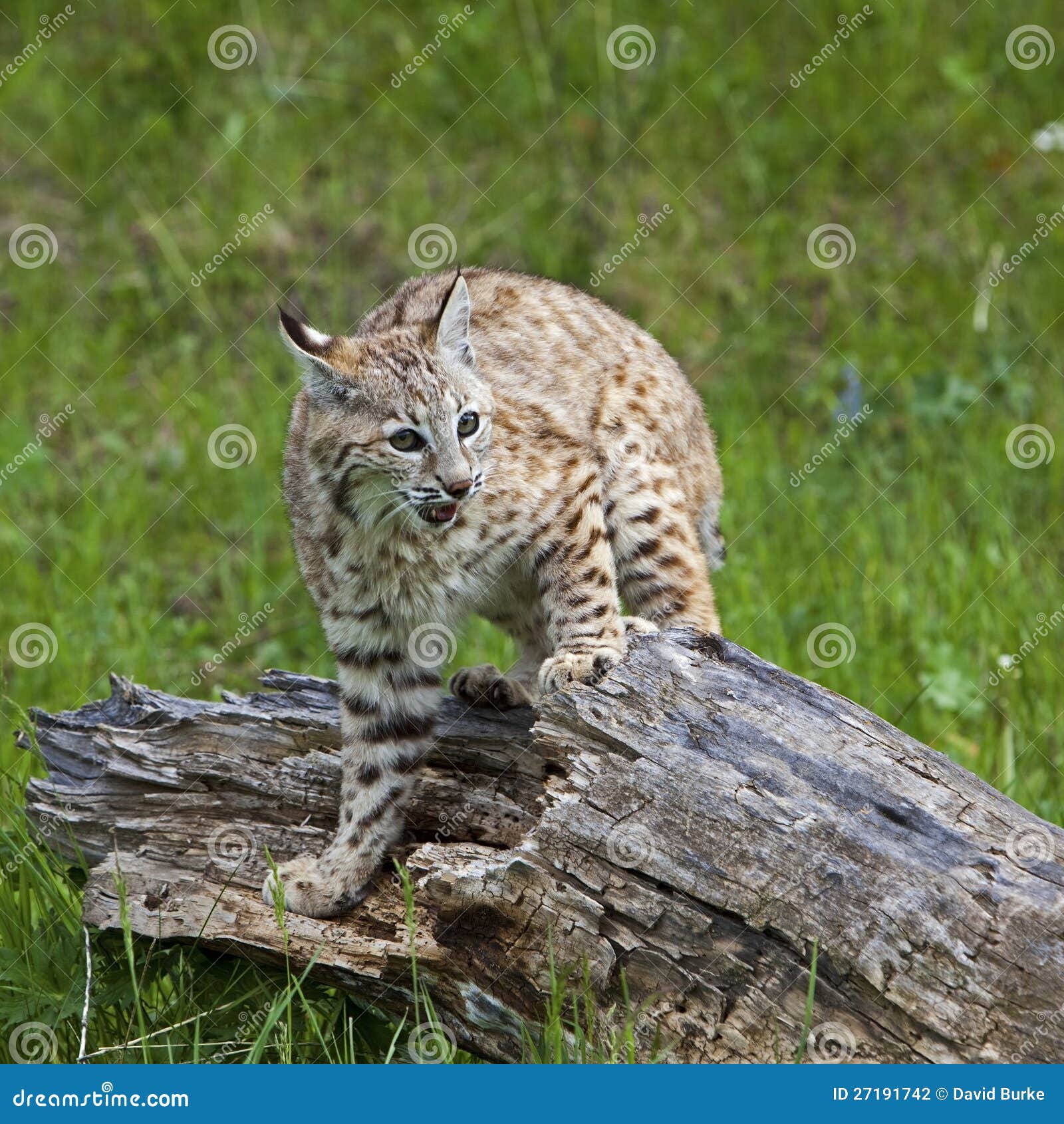 Bobcat Lynx rufus fighting stock photo. Image of american - 27191742