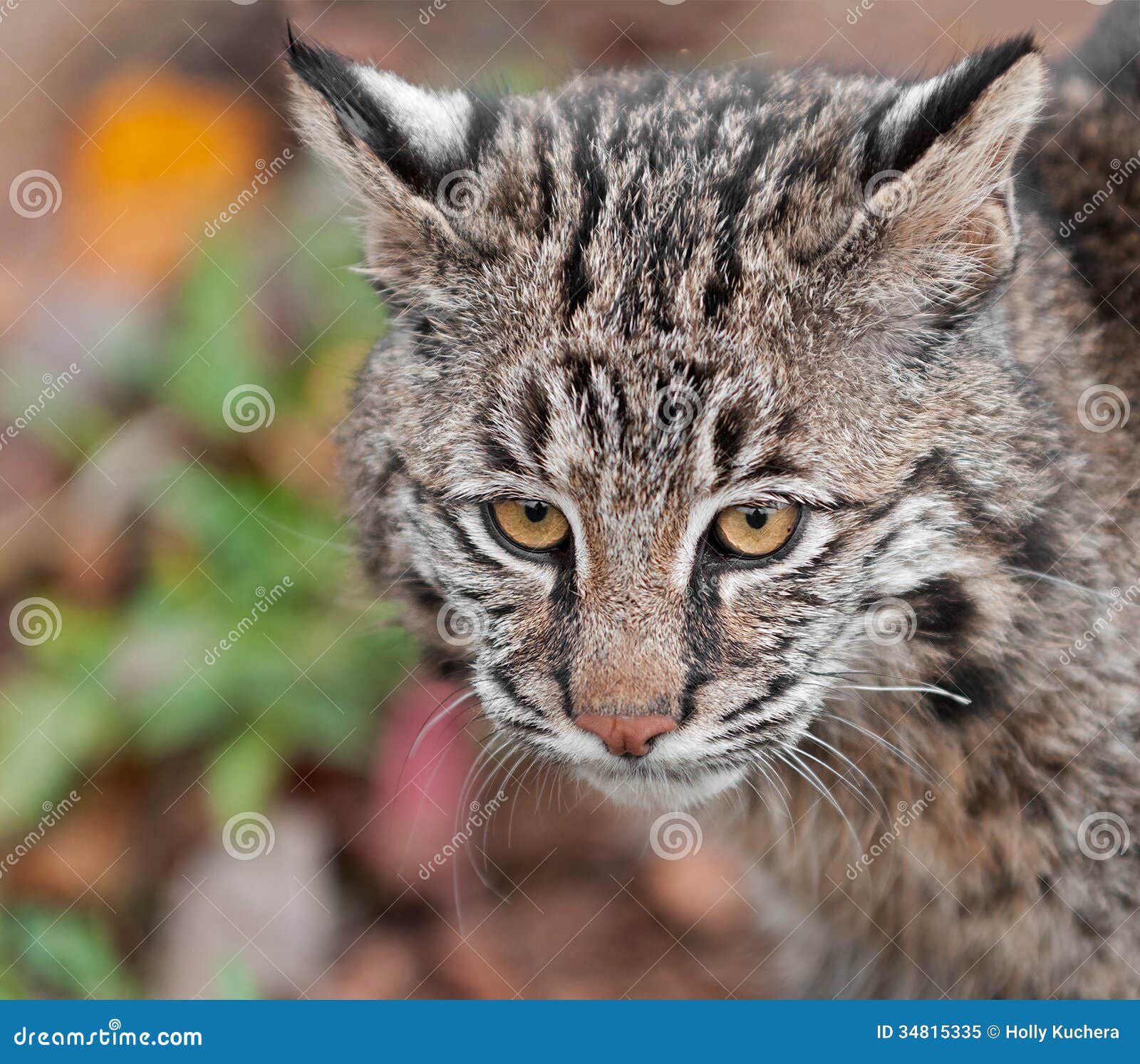 Bobcat (Lynx rufus) Head stock image. Image of close - 34815335