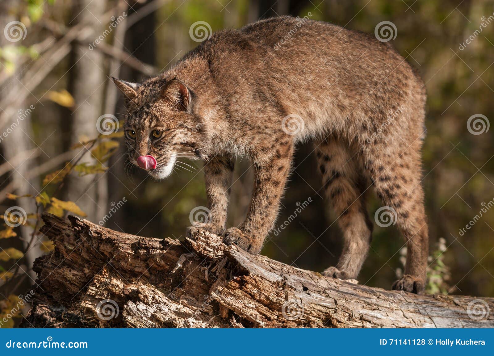 Bobcat (Lynx Rufus) Licks Chops Stock Photo - Image of licks, chops ...