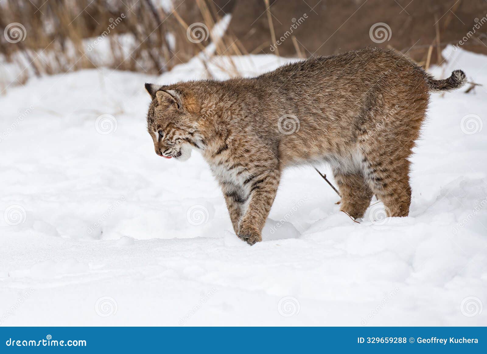 Bobcat (Lynx Rufus) Looks Down into Snow Licking Chops Winter Stock ...