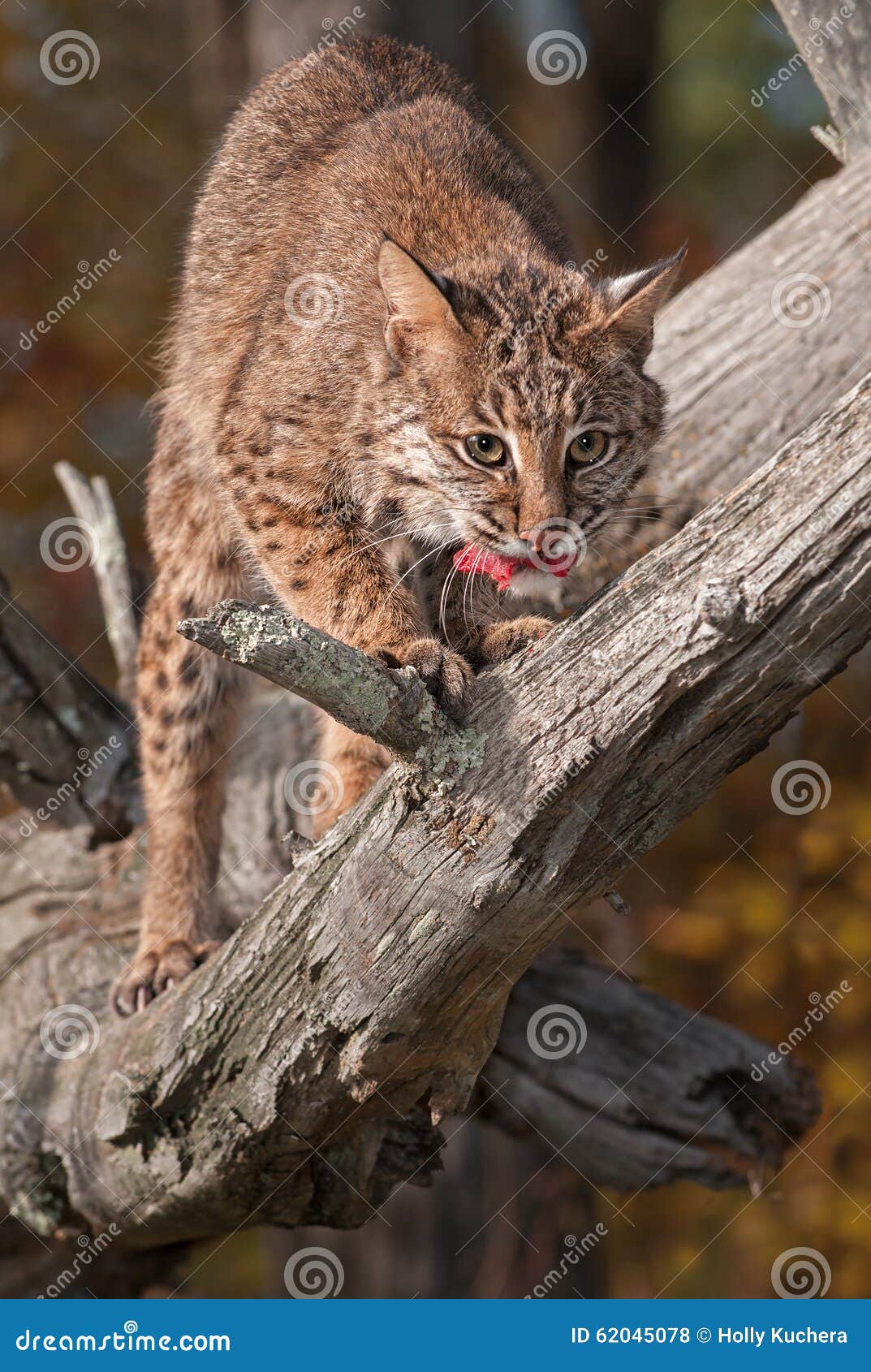 Bobcat (Lynx Rufus) with Meat Snack Stock Photo - Image of animal ...