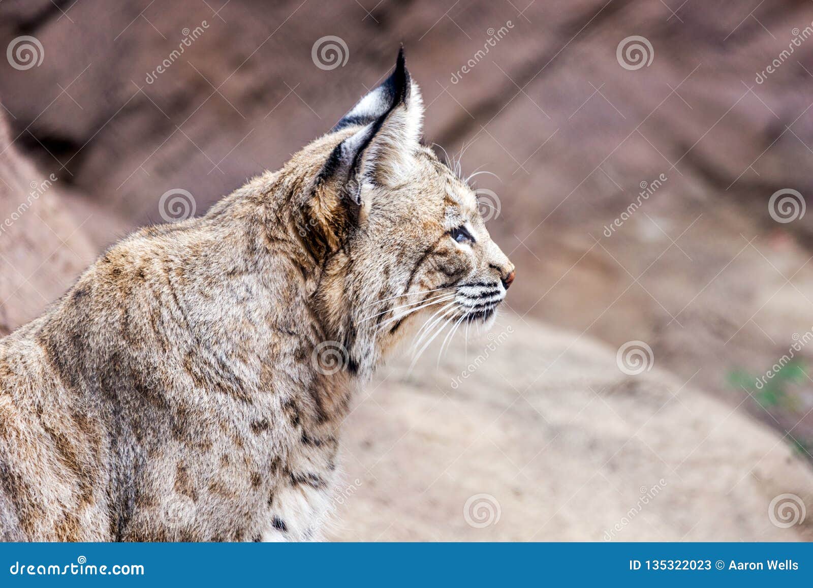 Bobcat at Phoenix Zoo stock image. Image of county, arizona - 135322023