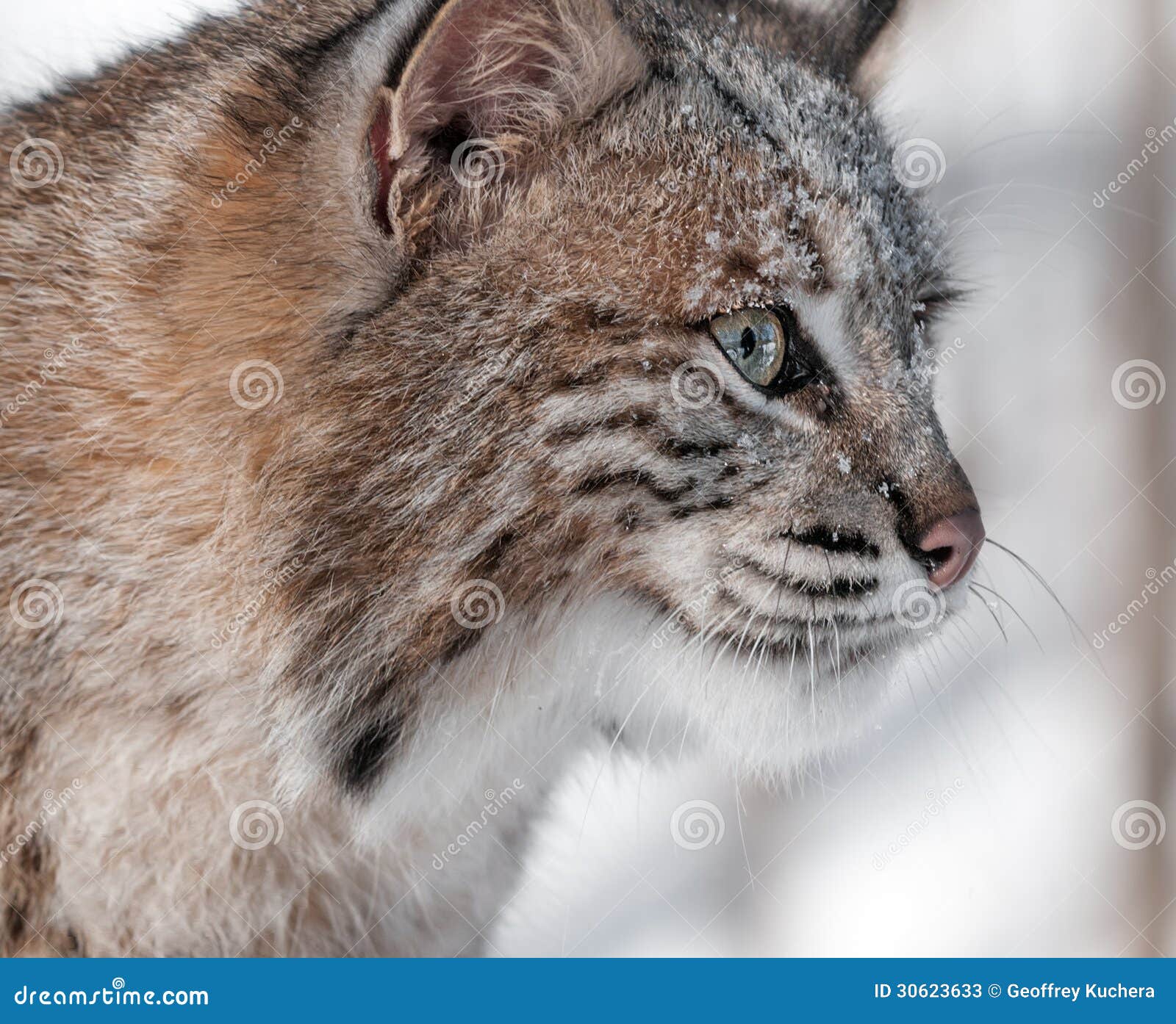 Bobcat Profile In Front Of Fallen Trees Royalty-Free Stock Photo ...