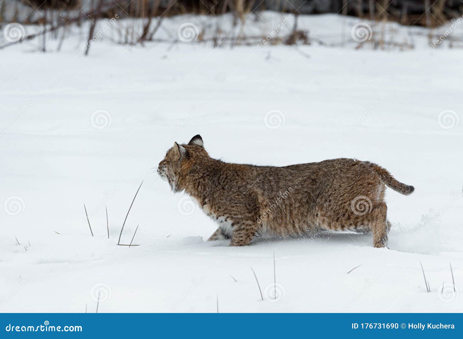 Bobcat Lynx Rufus Quick Stop in Snow Looking Back Left Winter Stock ...