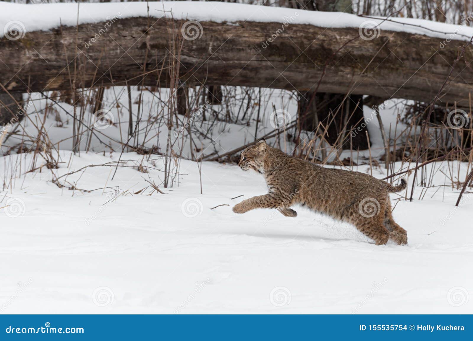 Bobcat Lynx Rufus Runs Left Winter Stock Photo - Image of wildcat ...