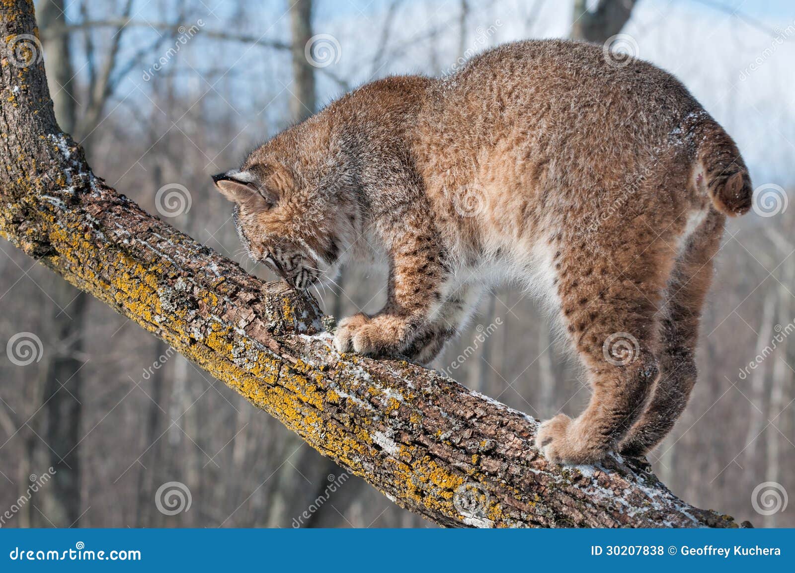 Bobcat (Lynx Rufus) Sniffs at Tree Branch Stock Photo - Image of mammal ...