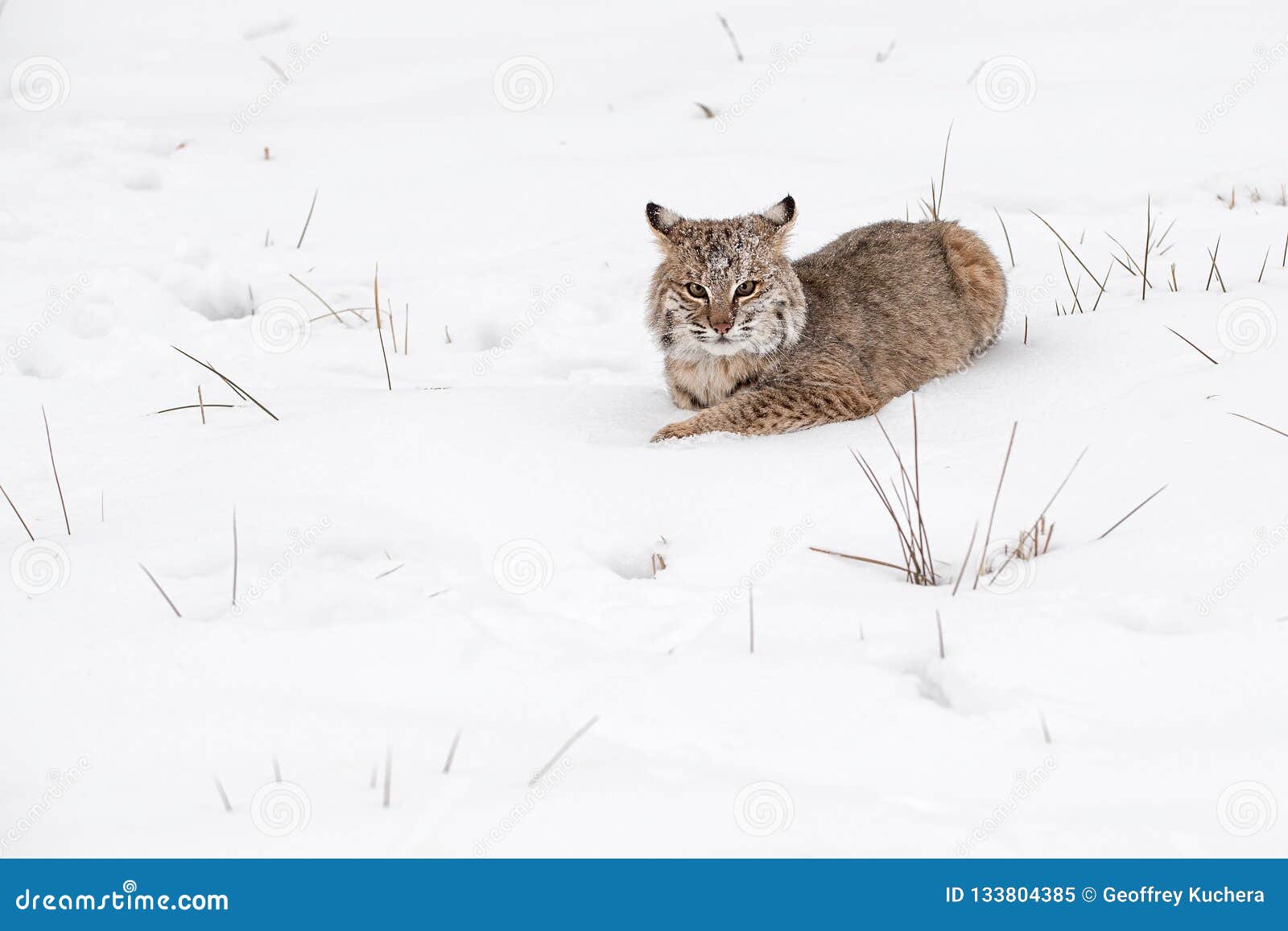 Bobcat Lynx Rufus in Snow Looking Grumpy Stock Image - Image of ...