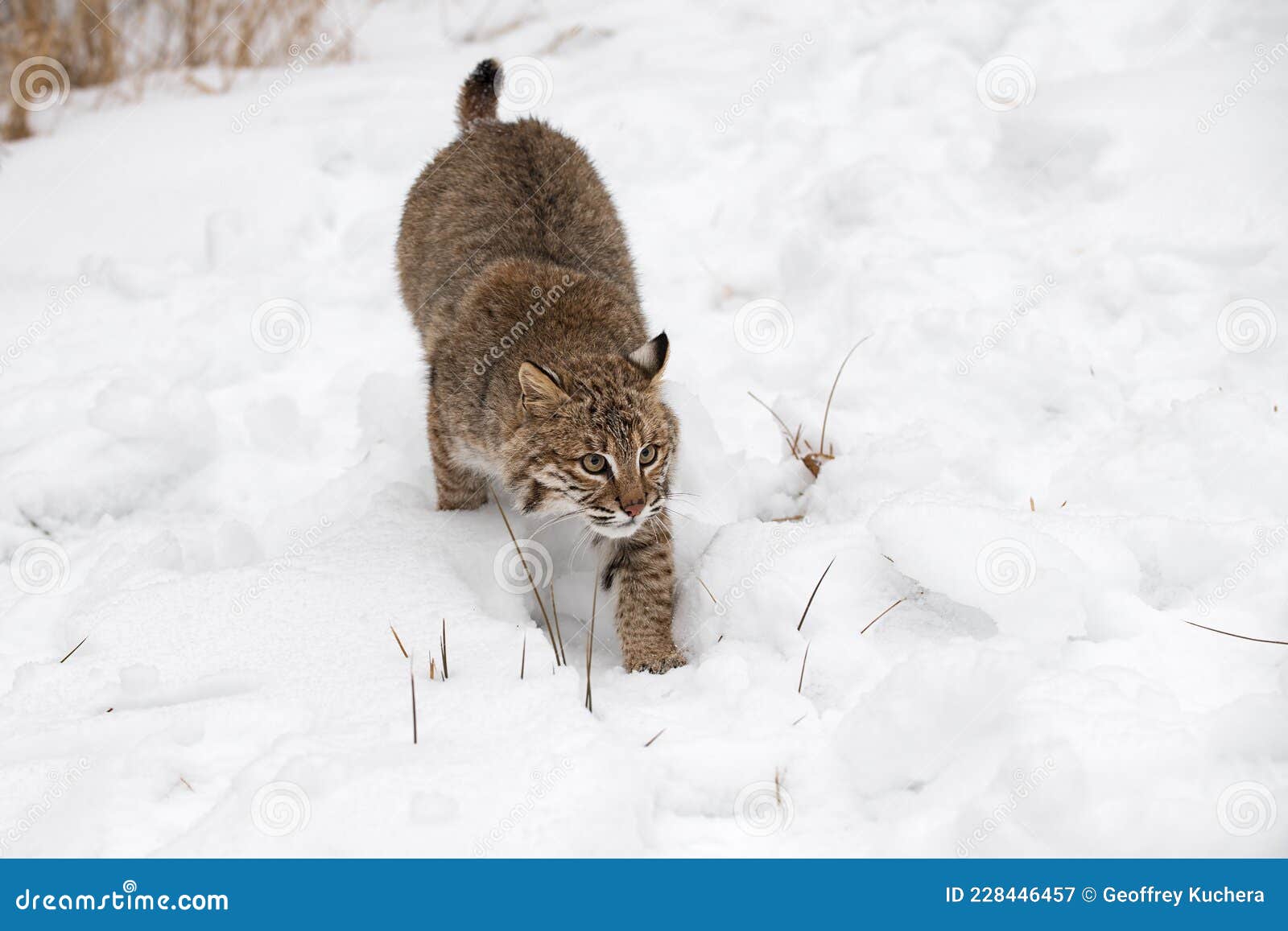 Bobcat Tail