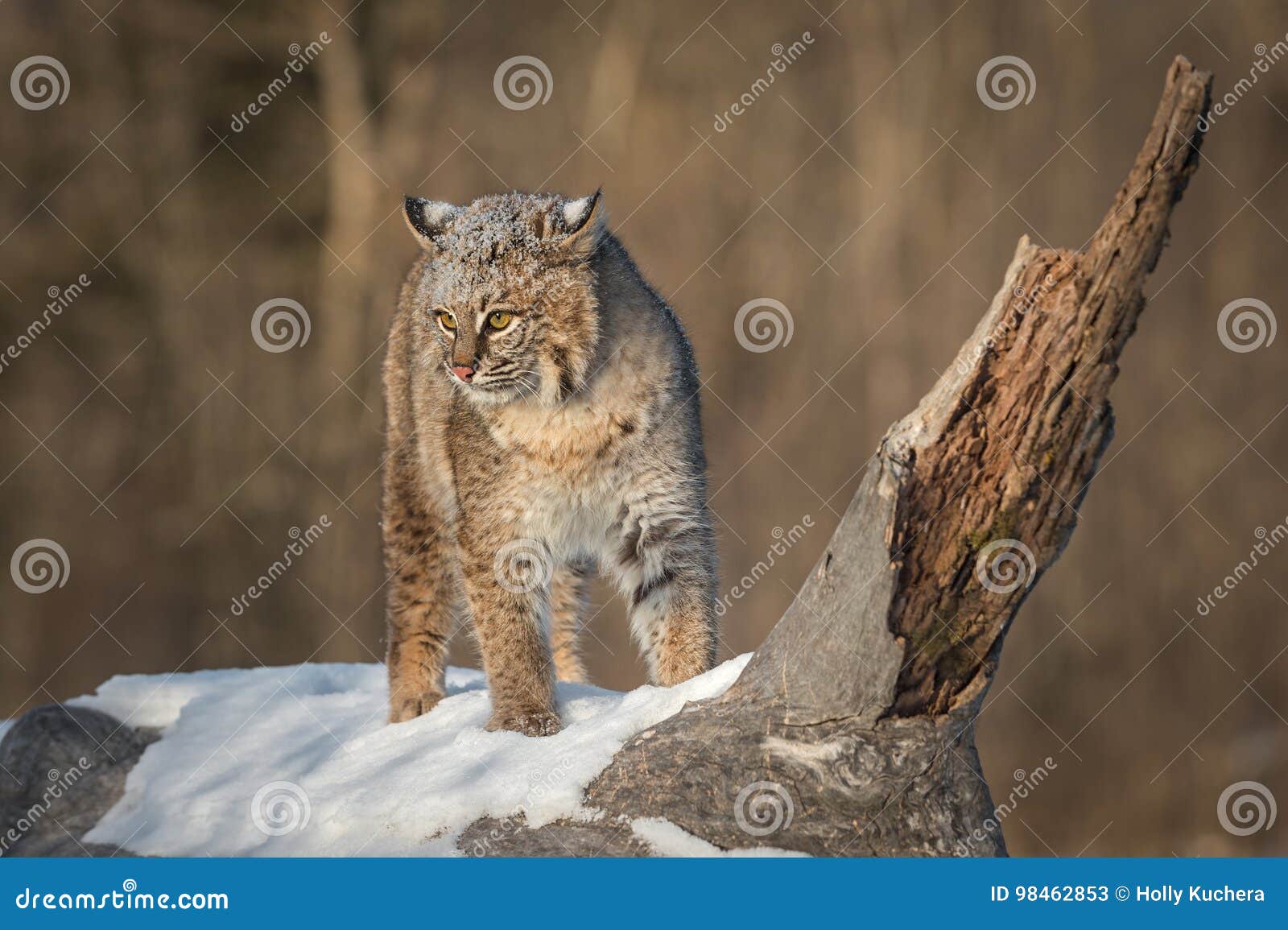 Bobcat Lynx Rufus Turns on Log Ears Back Stock Image - Image of ...