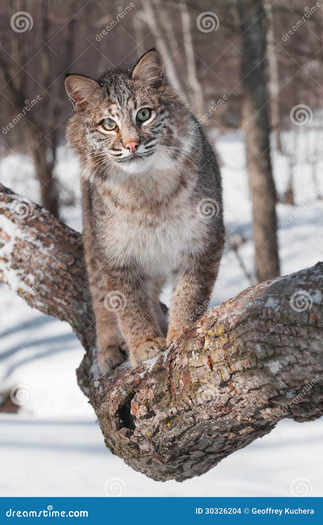 Bobcat (Lynx Rufus) Walks Forward on Tree Branch Stock Photo - Image of ...