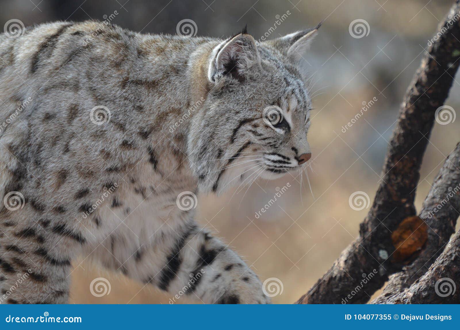 Strolling Bobcat stock image. Image of stalking, feline - 104077355