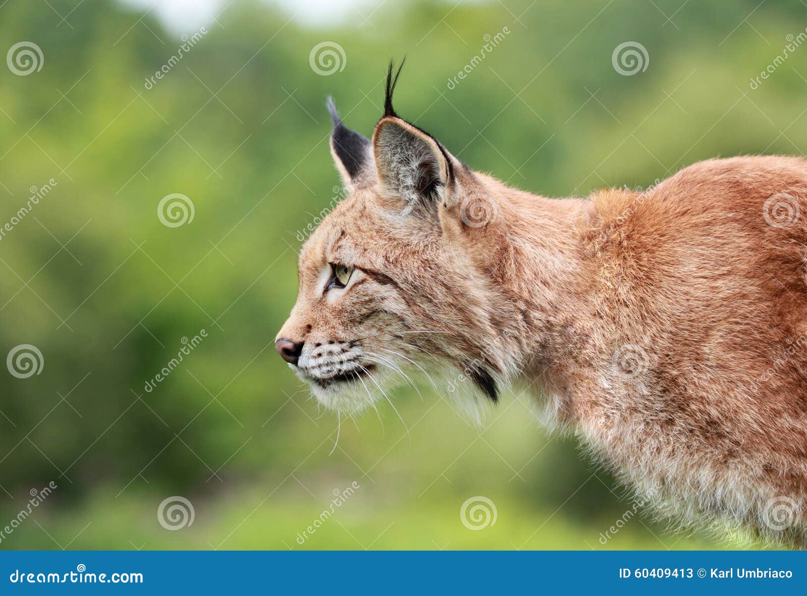 Bobcat stock image. Image of forest, bobcat, lynx, outdoor - 60409413