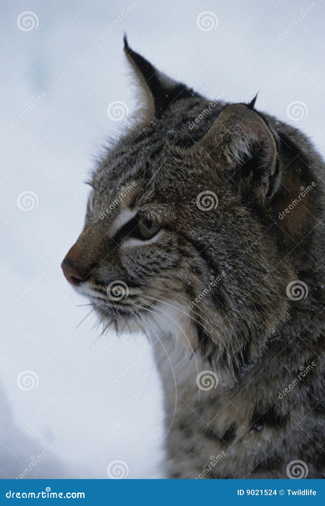 Bobcat Portrait stock photo. Image of forest, hunter, feline - 9021524
