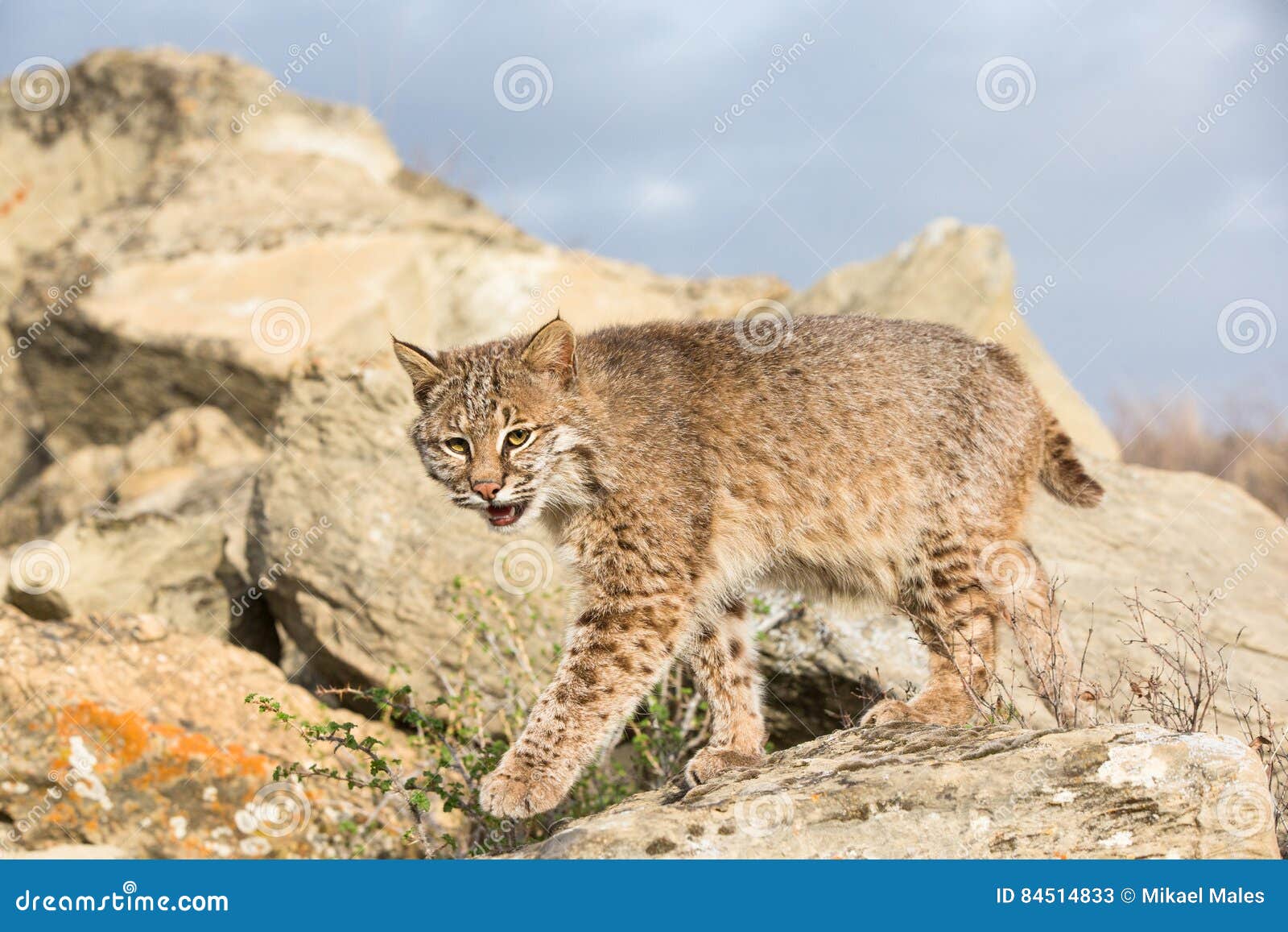 Bobcat portrait stock image. Image of closeup, ridge - 84514833