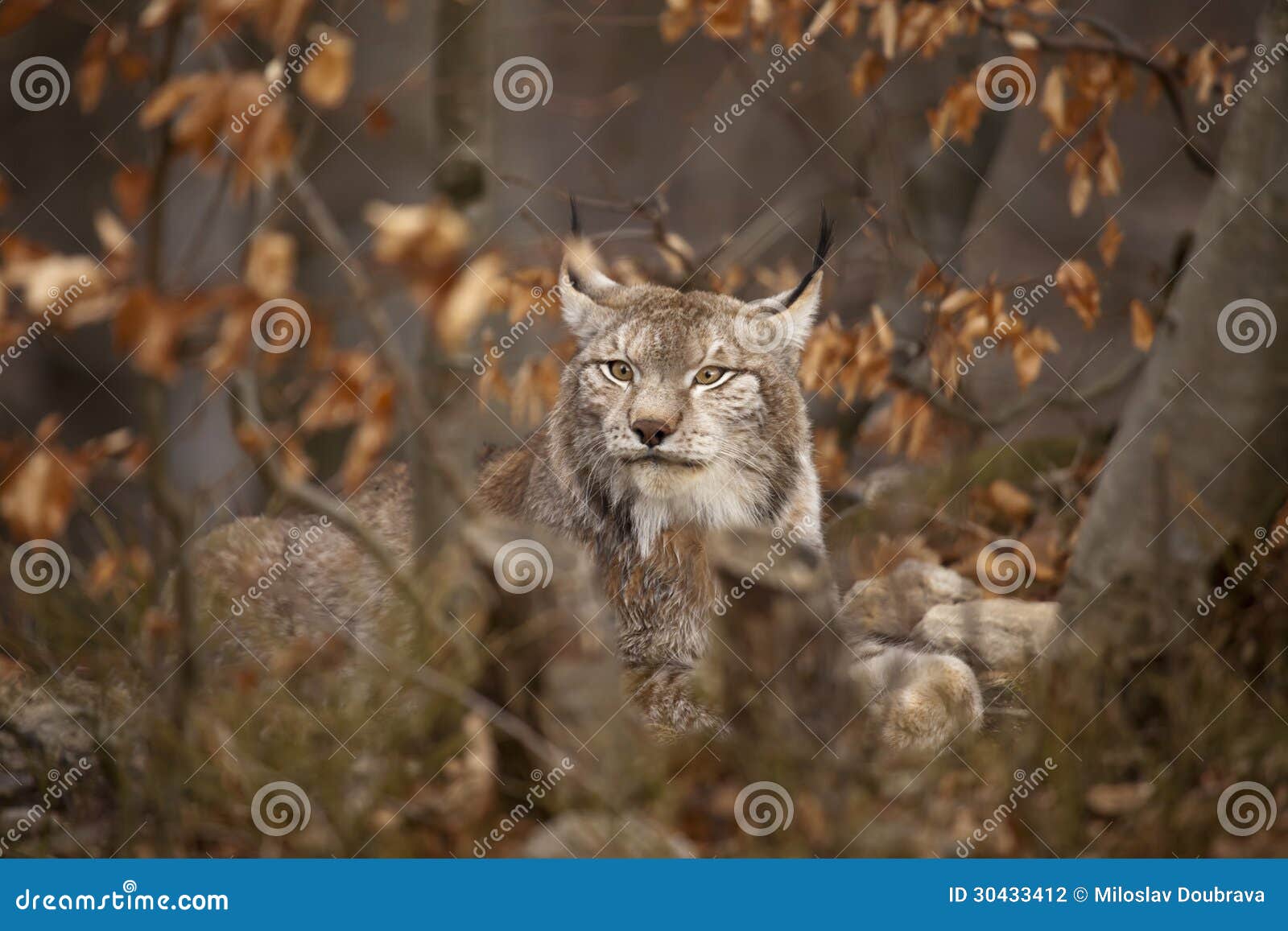 Bobcat stock photo. Image of laying, kitten, adult, feline - 30433412