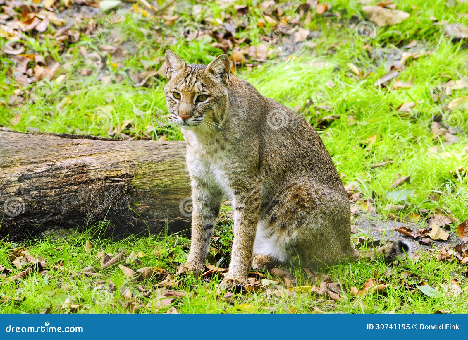 Bobcat stock image. Image of portrait, feline, rufus - 39741195