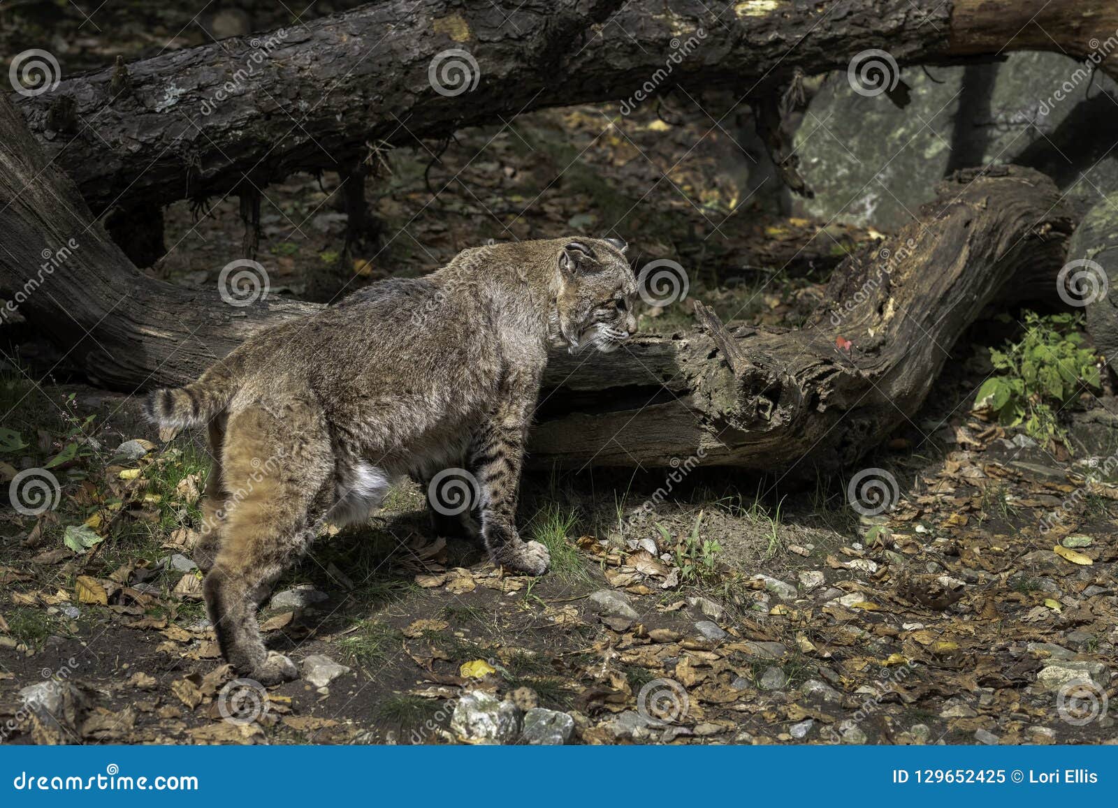 Bobcat Profile in Front of Fallen Trees Stock Image - Image of outside ...