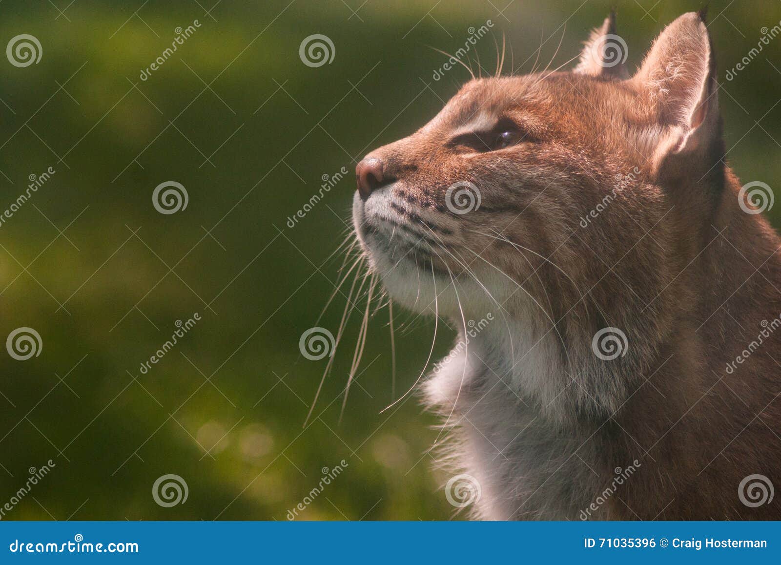 Bobcat stock photo. Image of shot, american, head, bobcat - 71035396