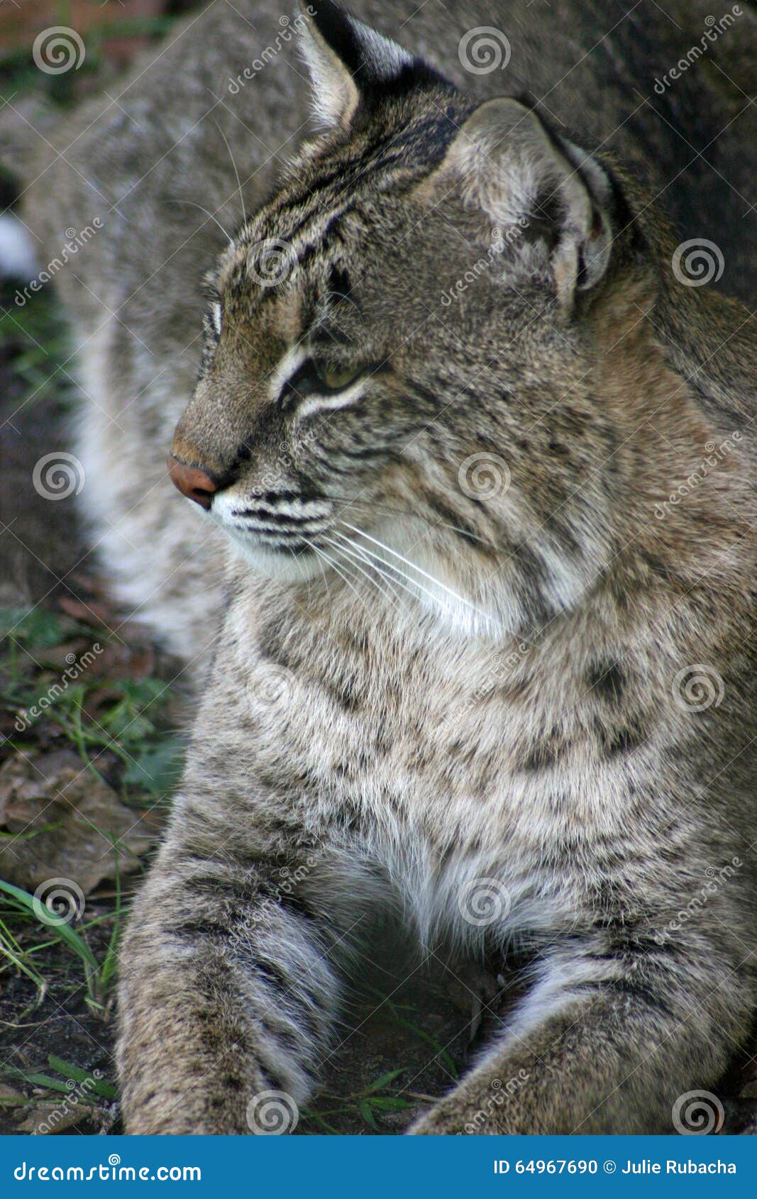 Bobcat profile stock photo. Image of rufus, predator - 64967690