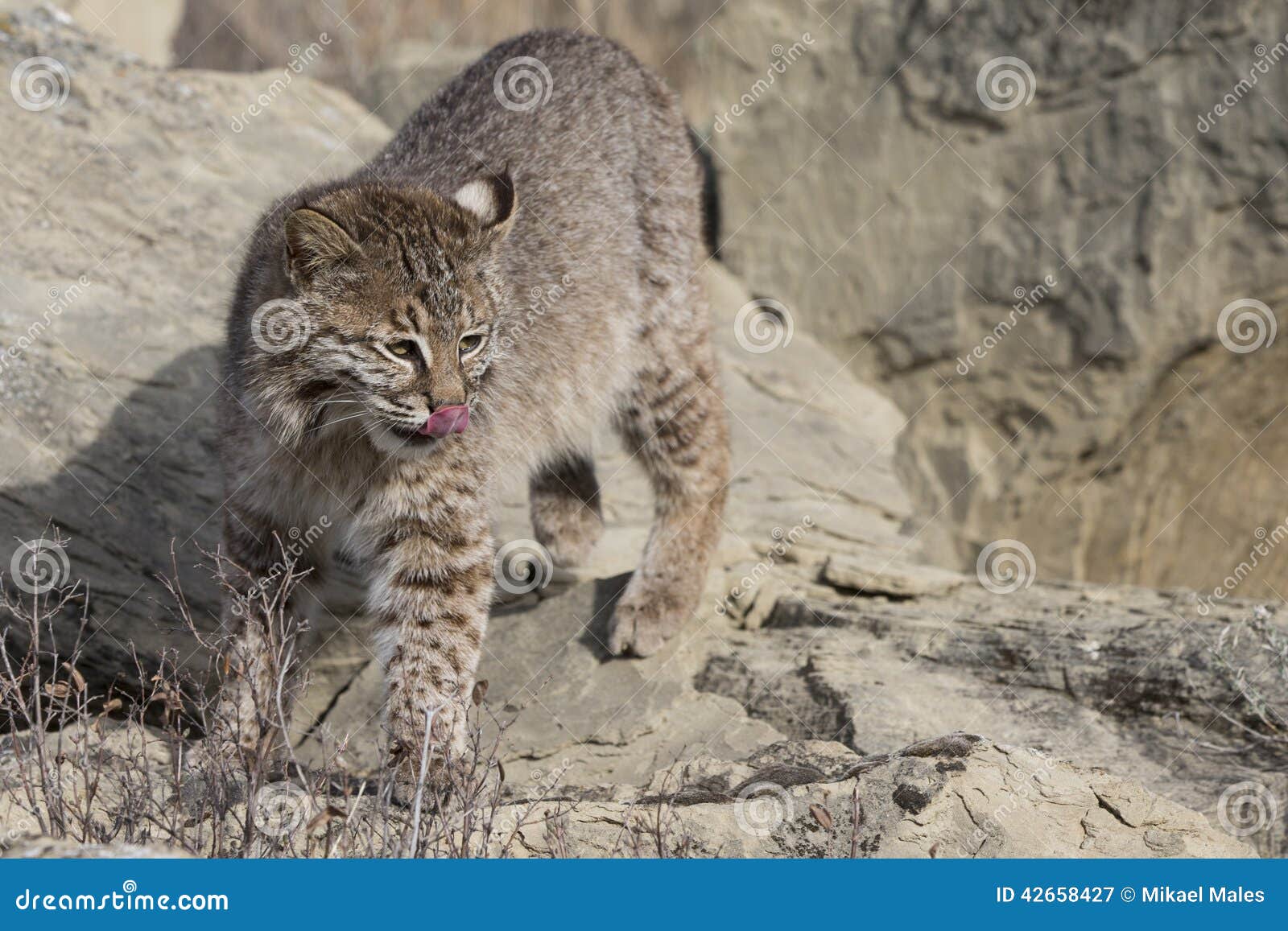 Bobcat on the Prowl of Food Stock Image - Image of canine, feline: 42658427