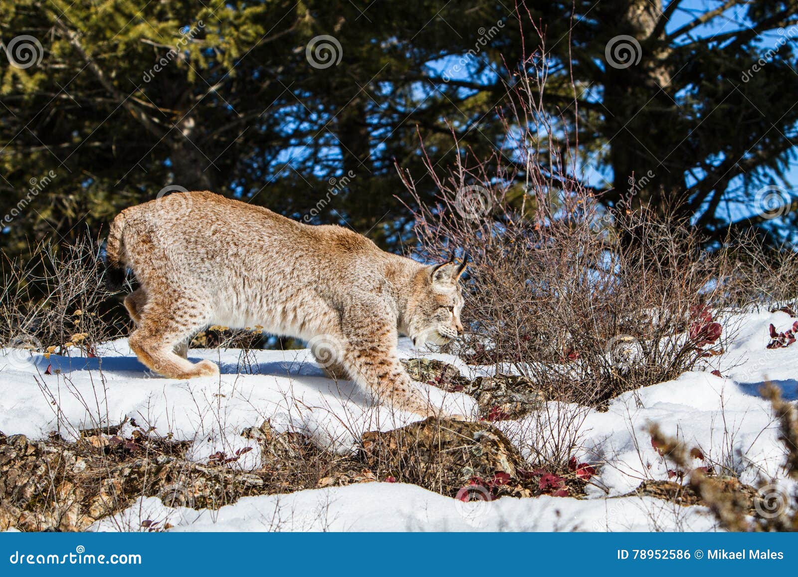Bobcat on prowl stock photo. Image of paririe, north - 78952586