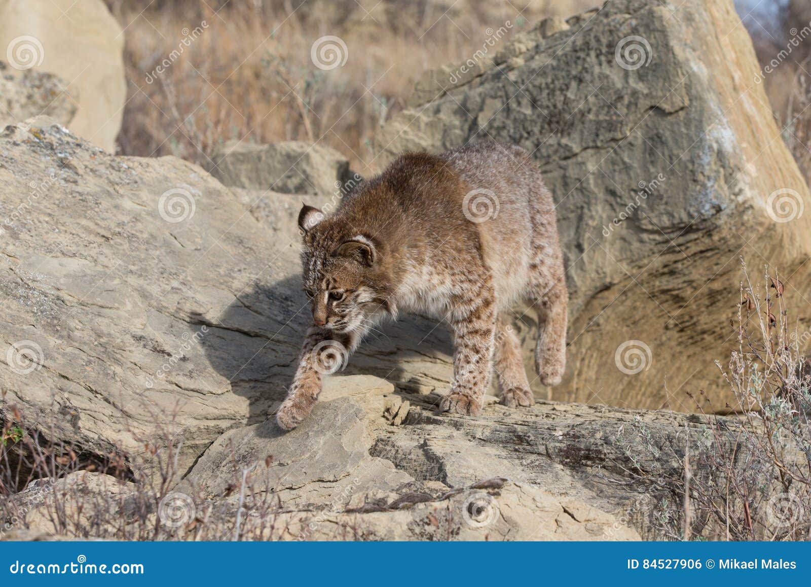Bobcat prowling stock photo. Image of prowling, spring - 84527906