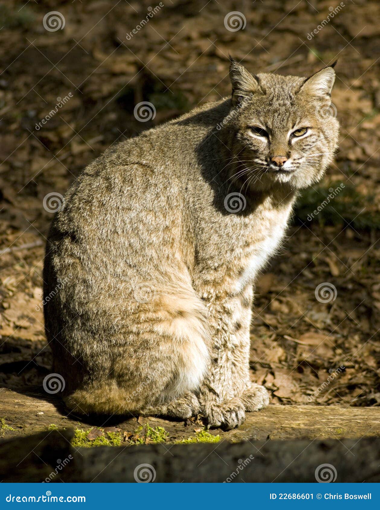 Bobcat Relaxing North American Mammal Felidae Cat Stock Image - Image ...