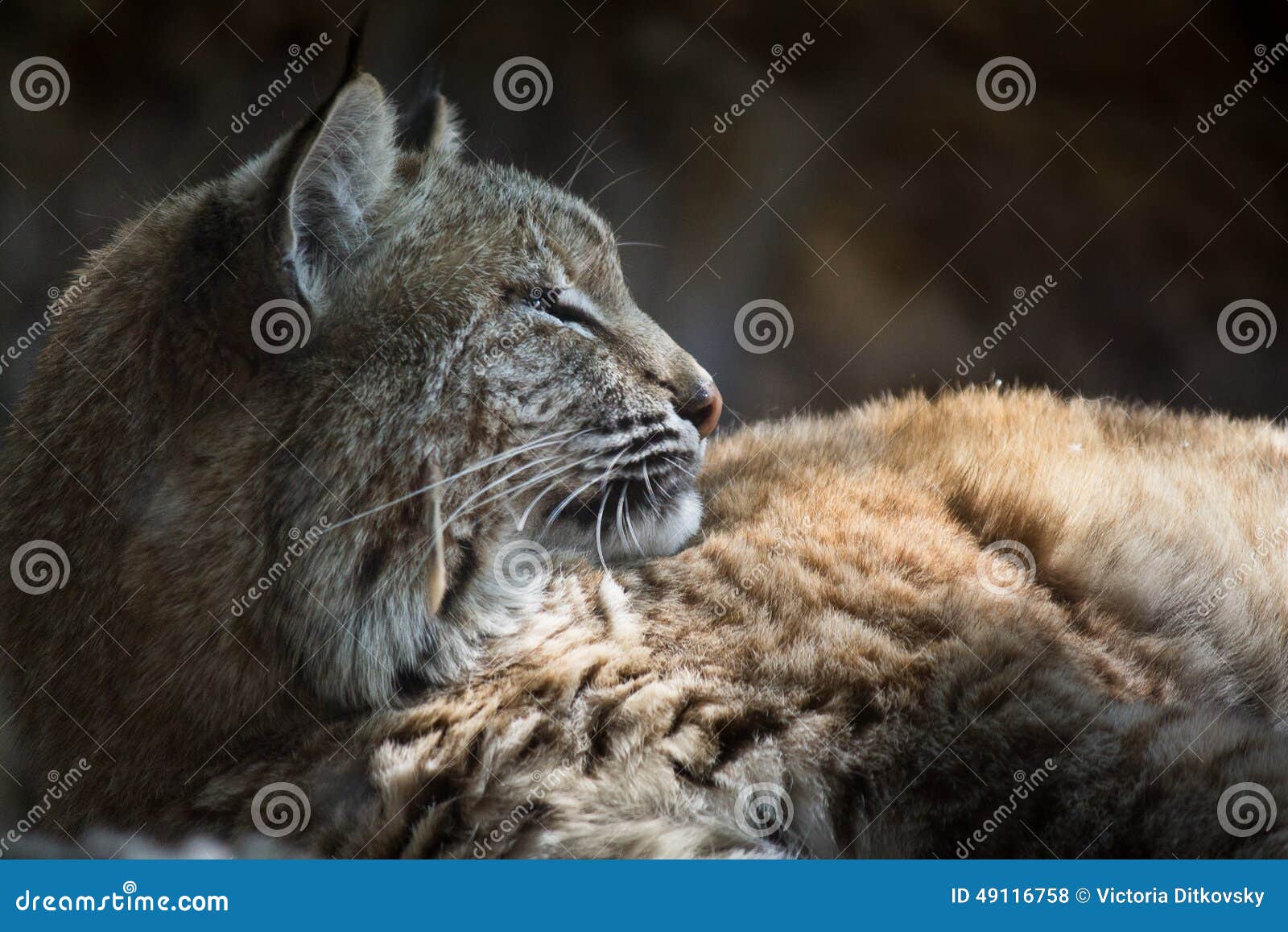 Bobcat stock photo. Image of mammal, prey, indoor, wildlife - 49116758