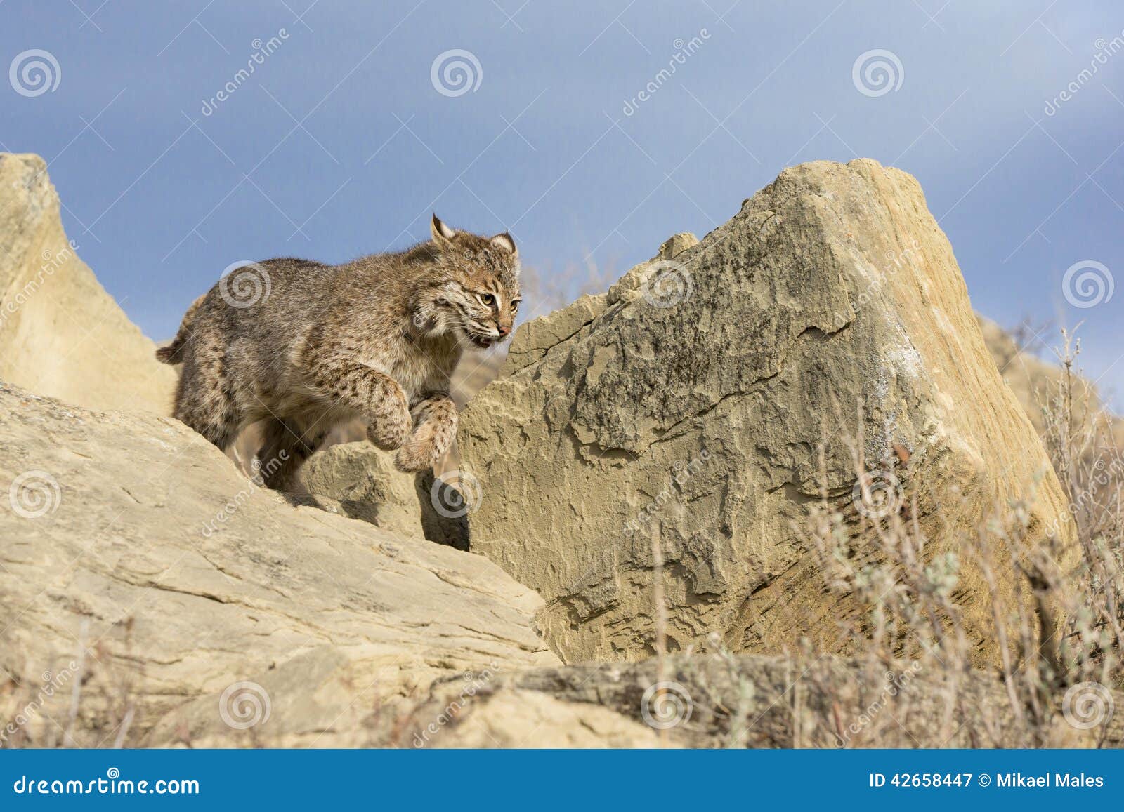Bobcat Running Towards Prey Stock Image - Image of canine, animals ...