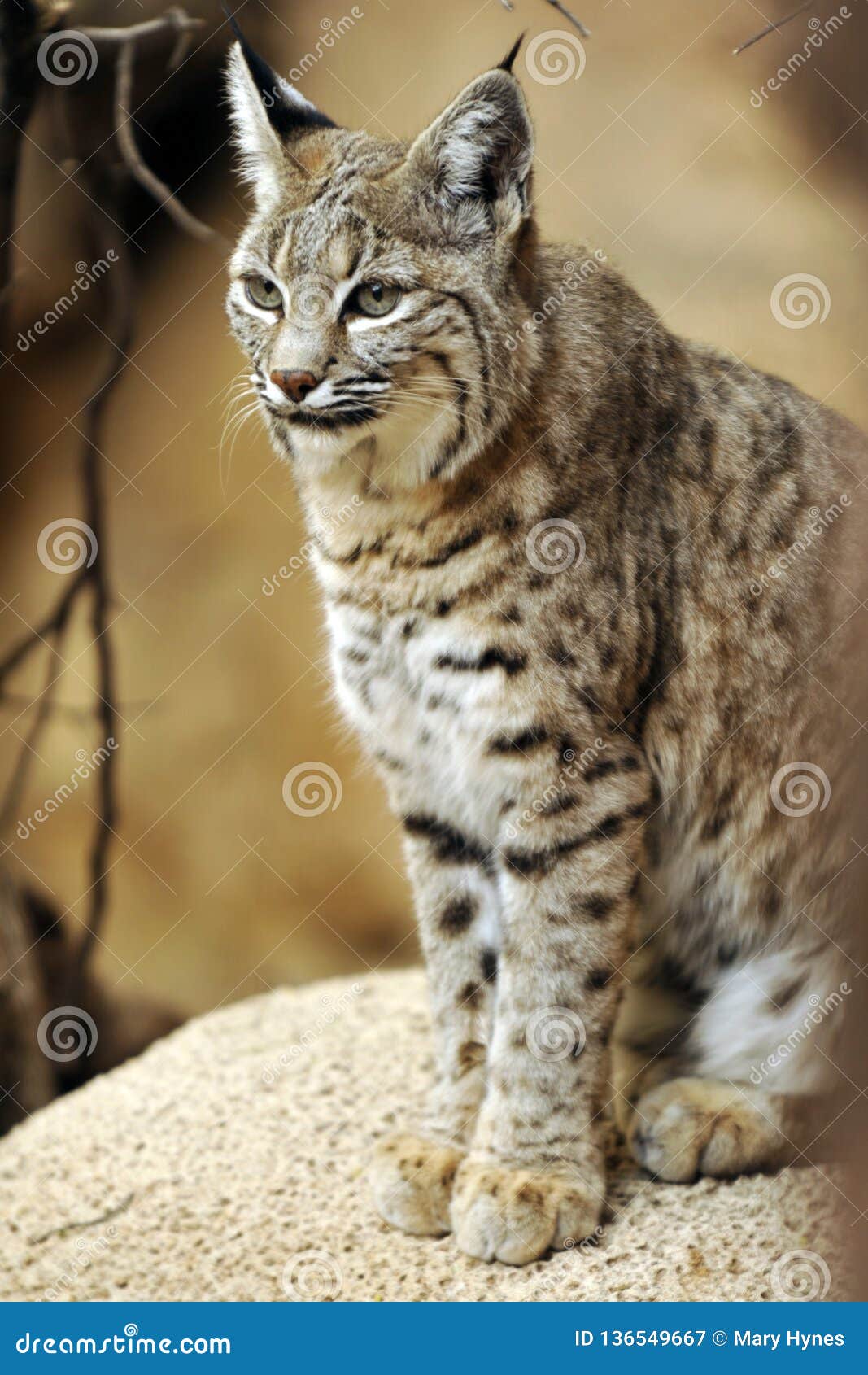 Bobcat Seated Close Up Soft Stock Image - Image of nature, peace: 136549667