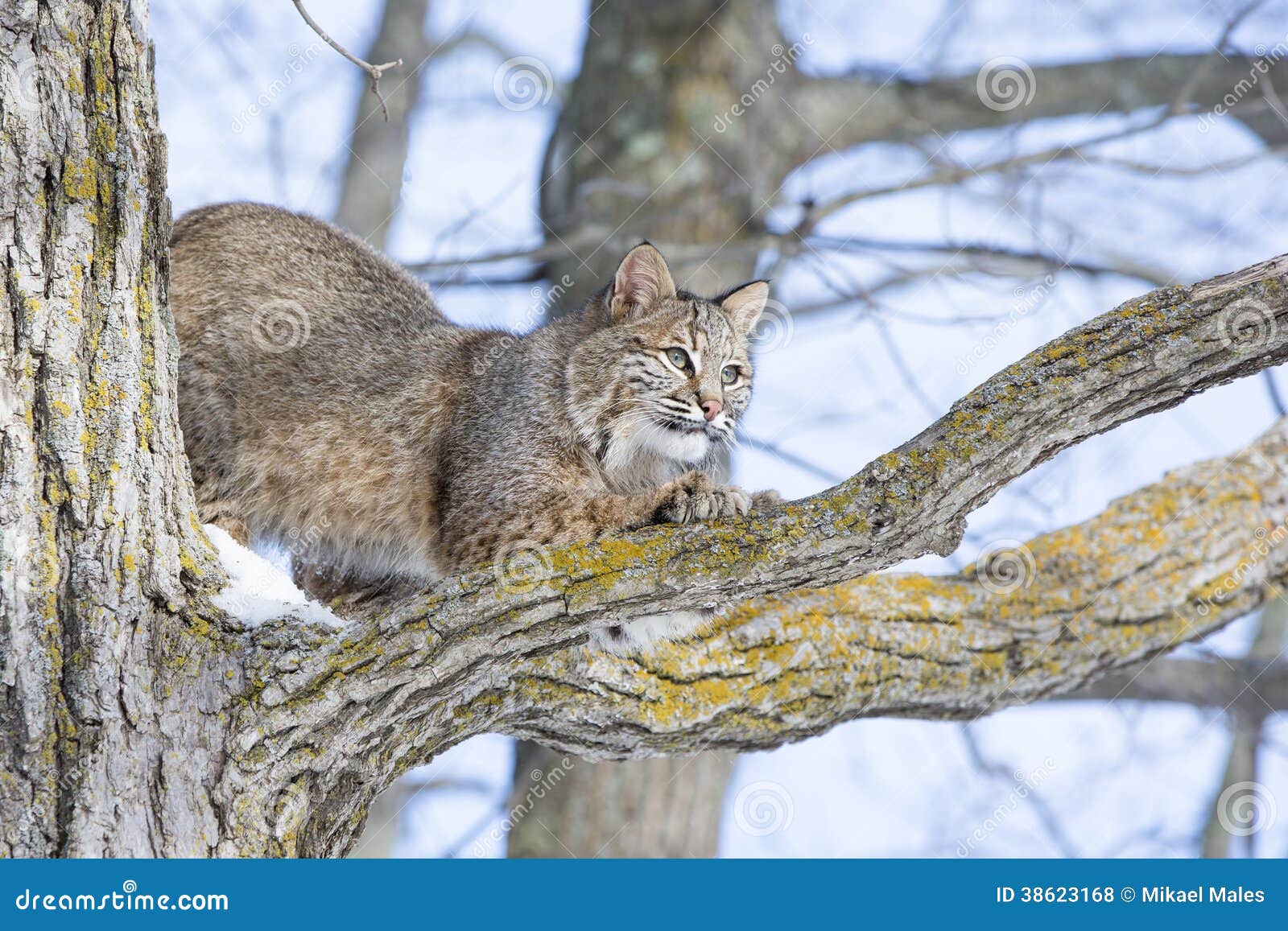 Bobcat Sharpening His Claws on Tree Branch Stock Photo - Image of ...